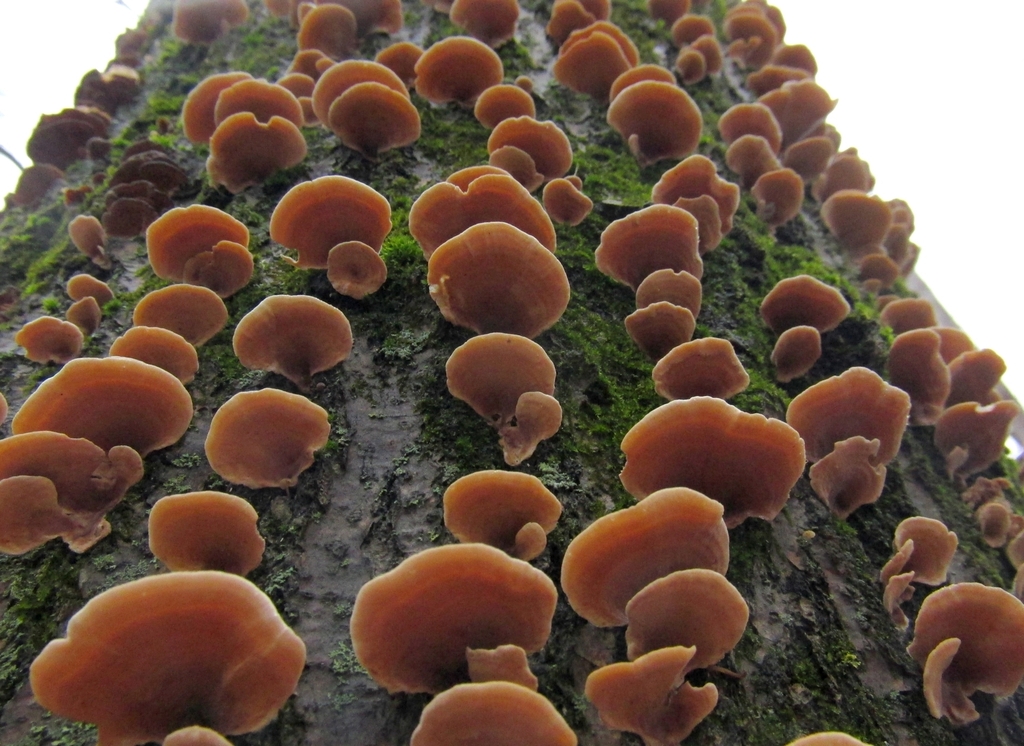 Stereum from Cook County, IL, USA on January 01, 2023 at 08:28 PM by ...