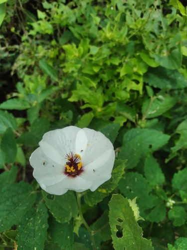 Gaya cruziana · iNaturalist