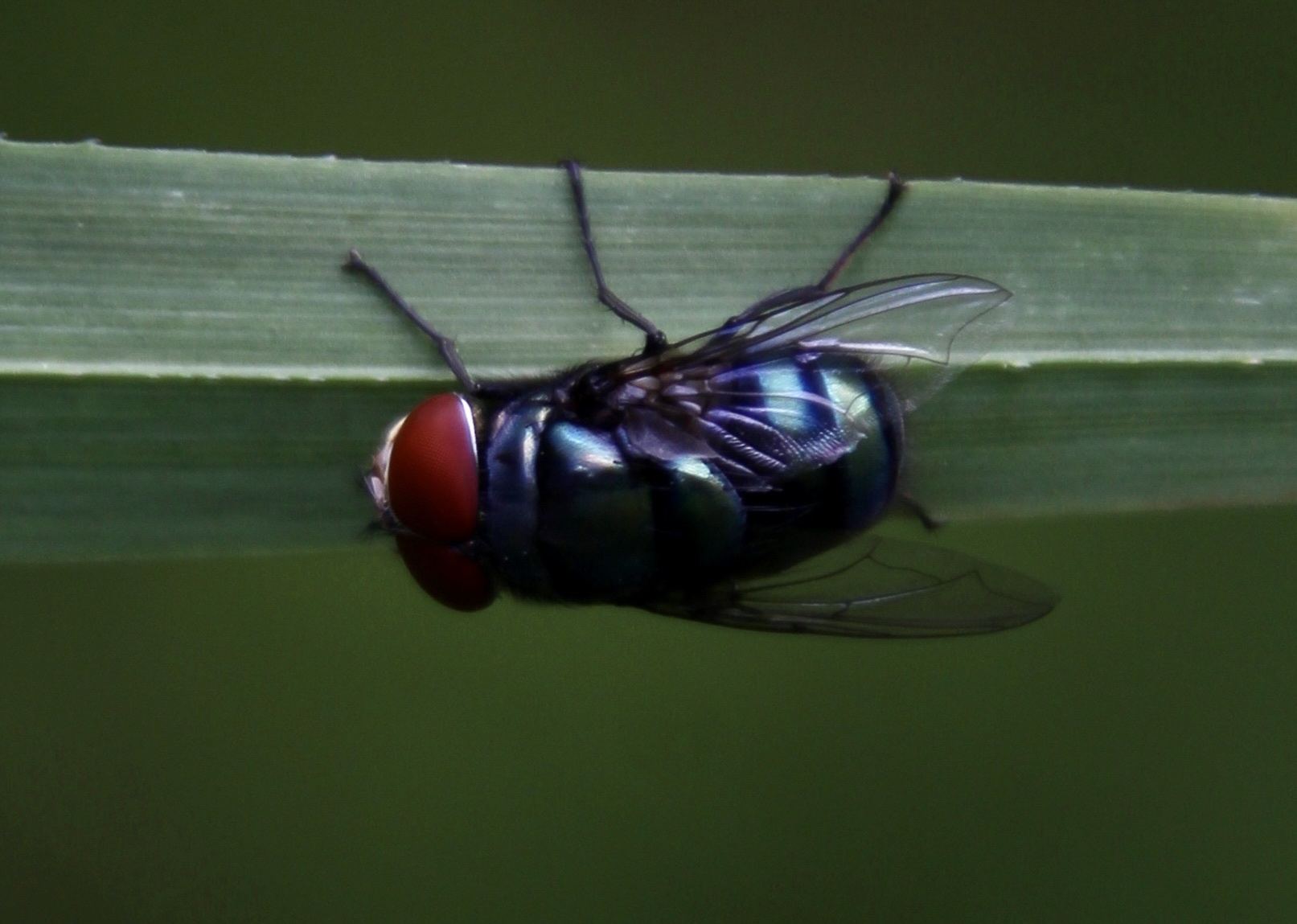 Calliphoridae