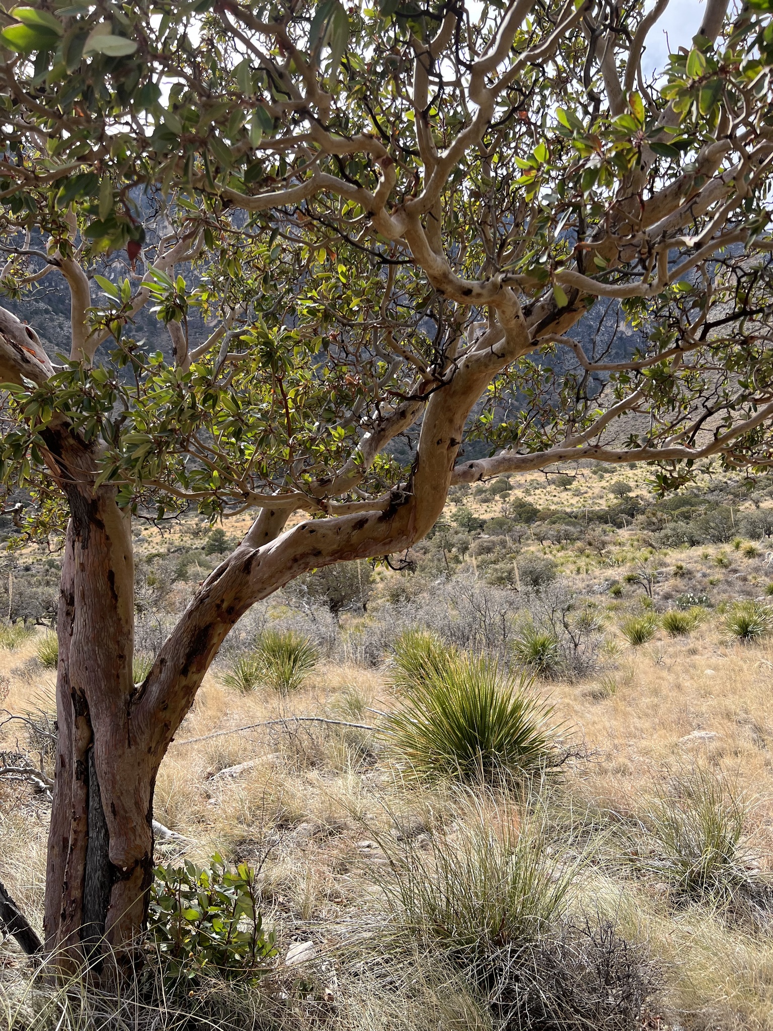Arbutus xalapensis Kunth