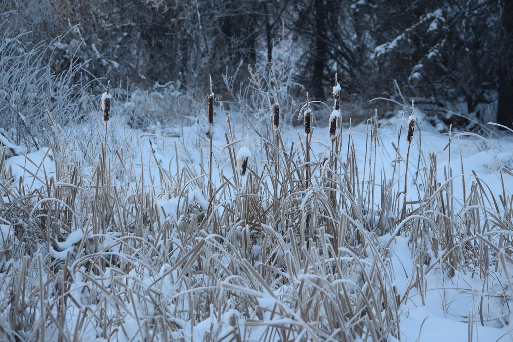 broadleaf cattail from Parkland County, AB, Canada on January 1, 2023 ...