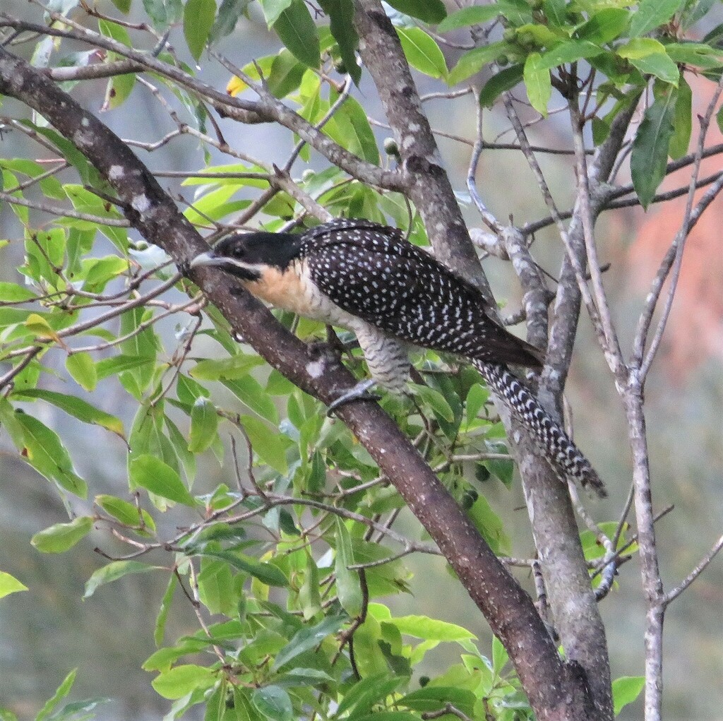 Pacific Koel from Wallaga Lake NSW 2546, Australia on December 31, 2022 ...