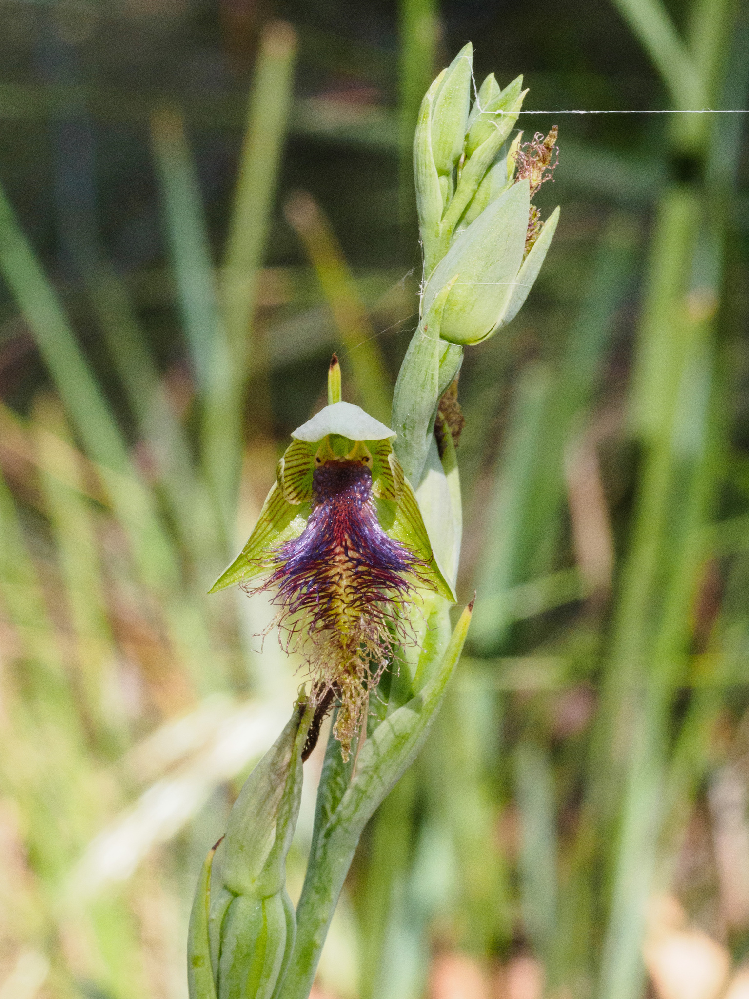 Calochilus R.Br.