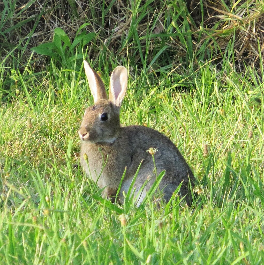 European Rabbit from Wallaga Lake NSW 2546, Australia on January 02 ...