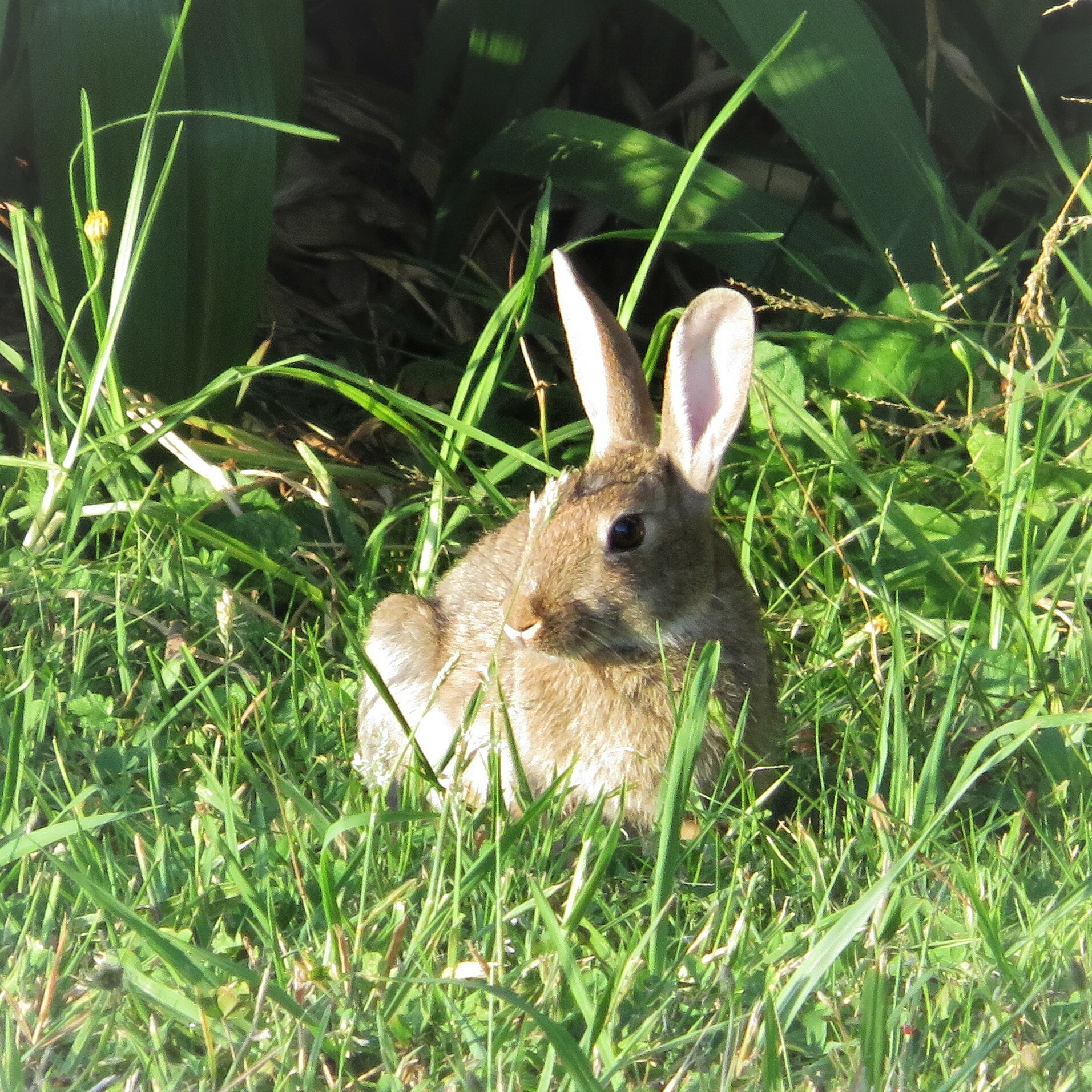 Oryctolagus cuniculus (Linnaeus, 1758)