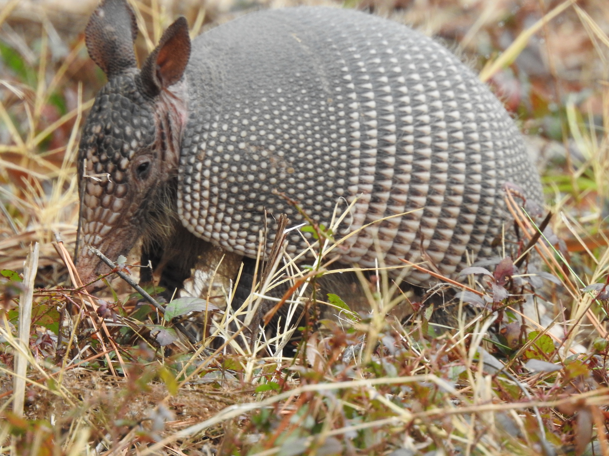 Dasypus novemcinctus Linnaeus, 1758