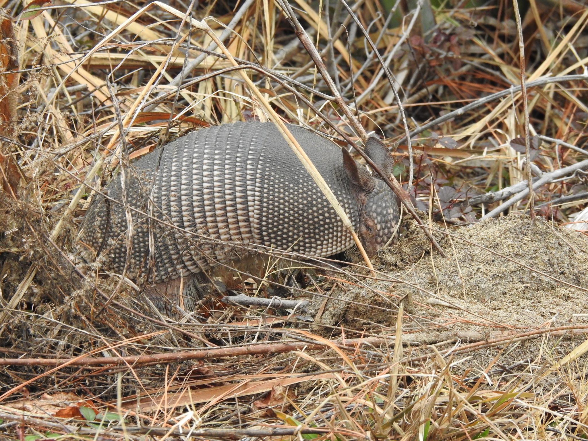 Cingulata