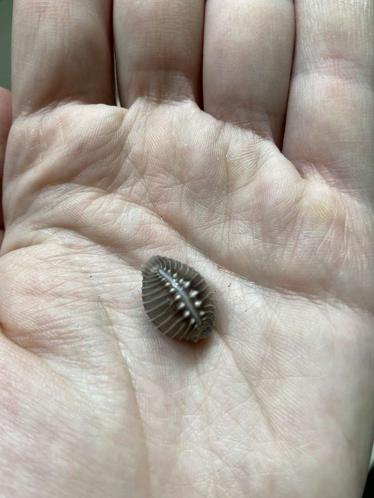 Solander's Trivia in January 2023 by kplouffe. Just an empty shell ...