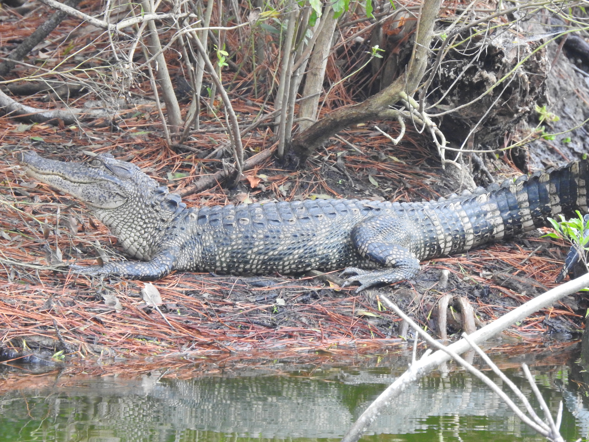 Alligator mississippiensis (Daudin, 1801)