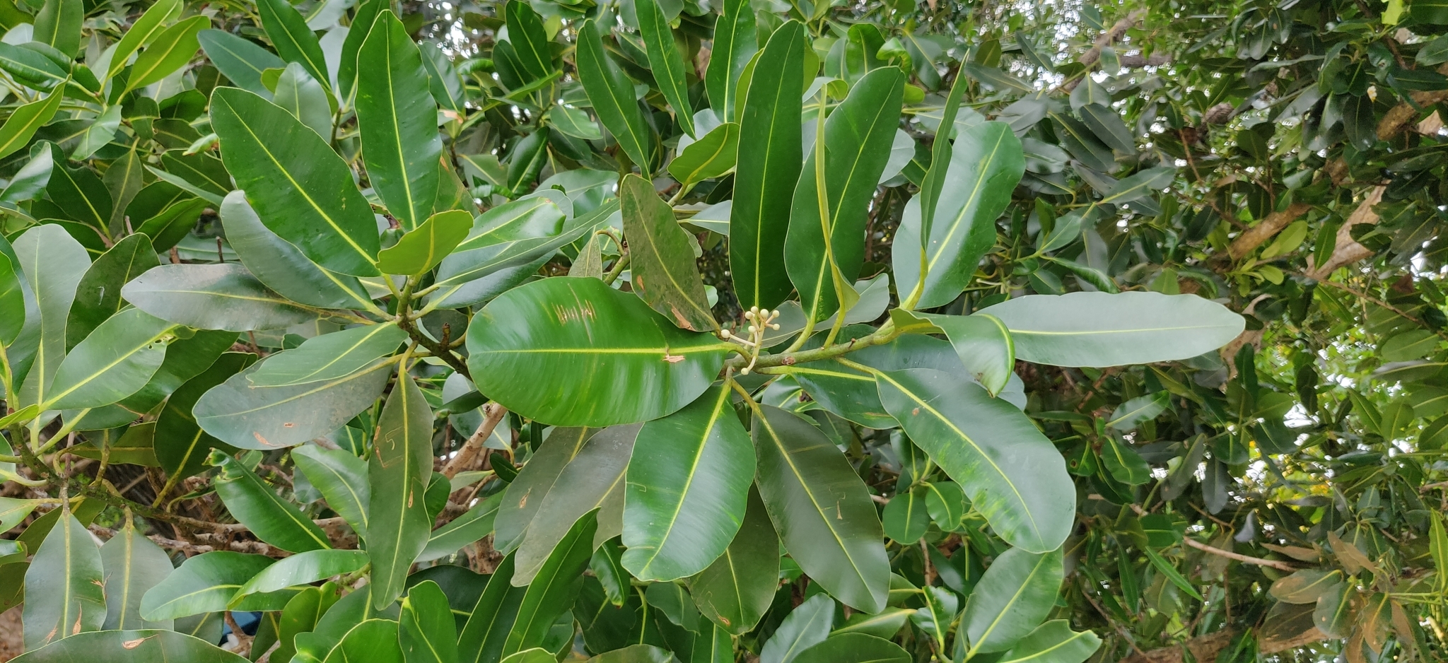 Calophyllum inophyllum L.