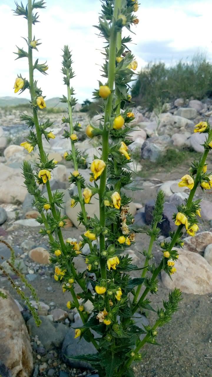 Verbascum L.
