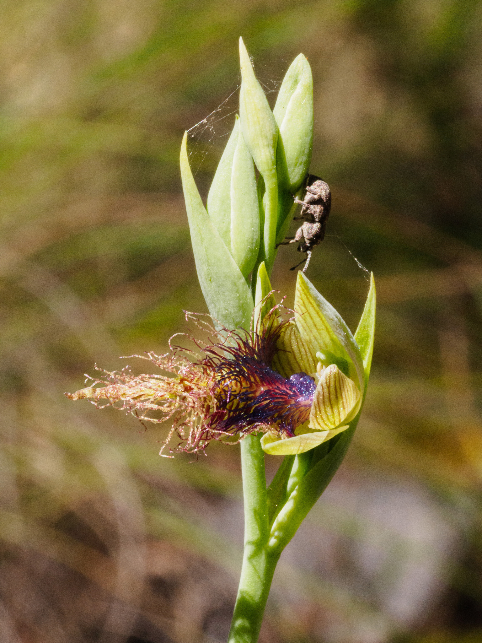 Calochilus R.Br.