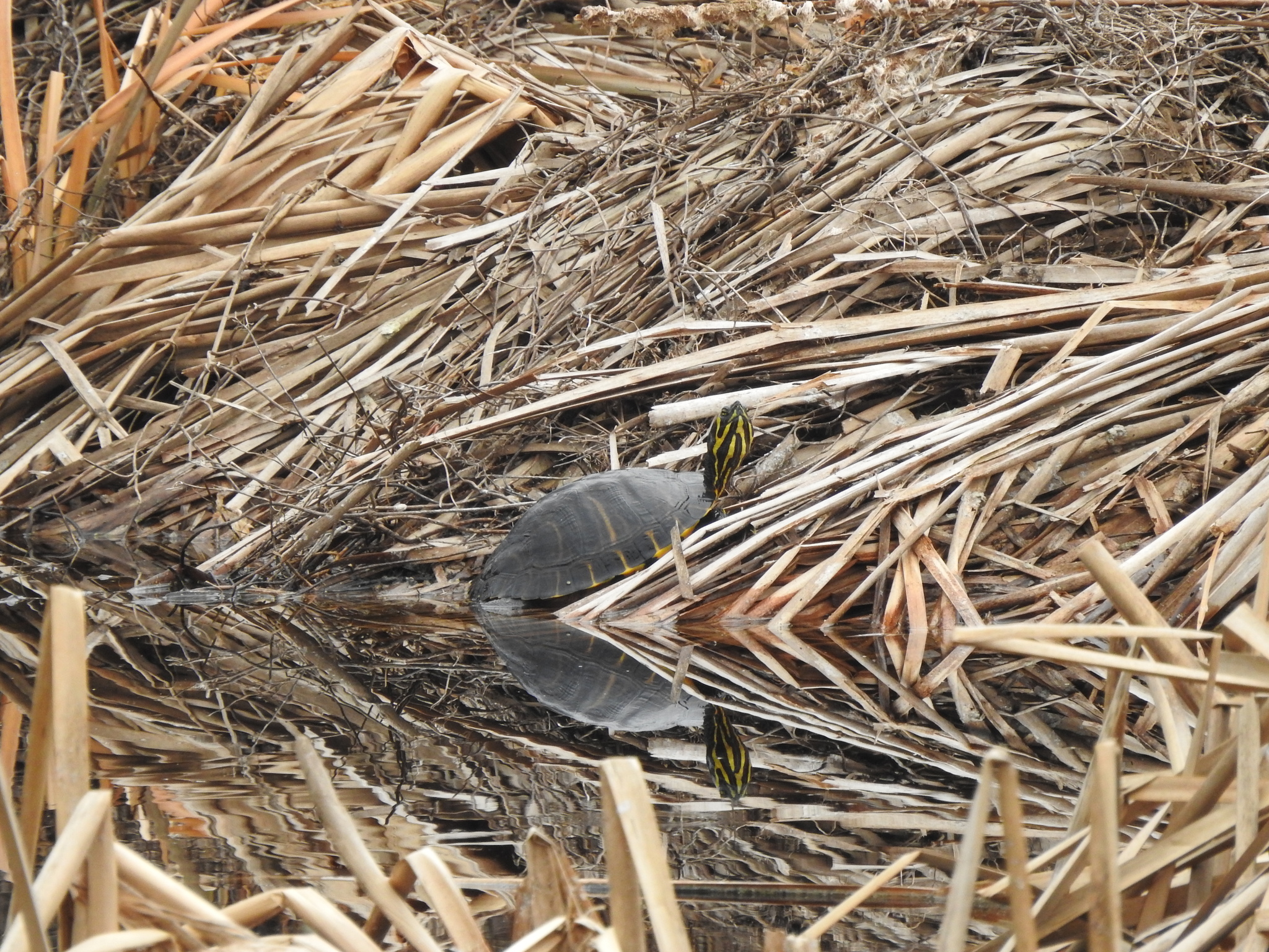 Trachemys scripta scripta