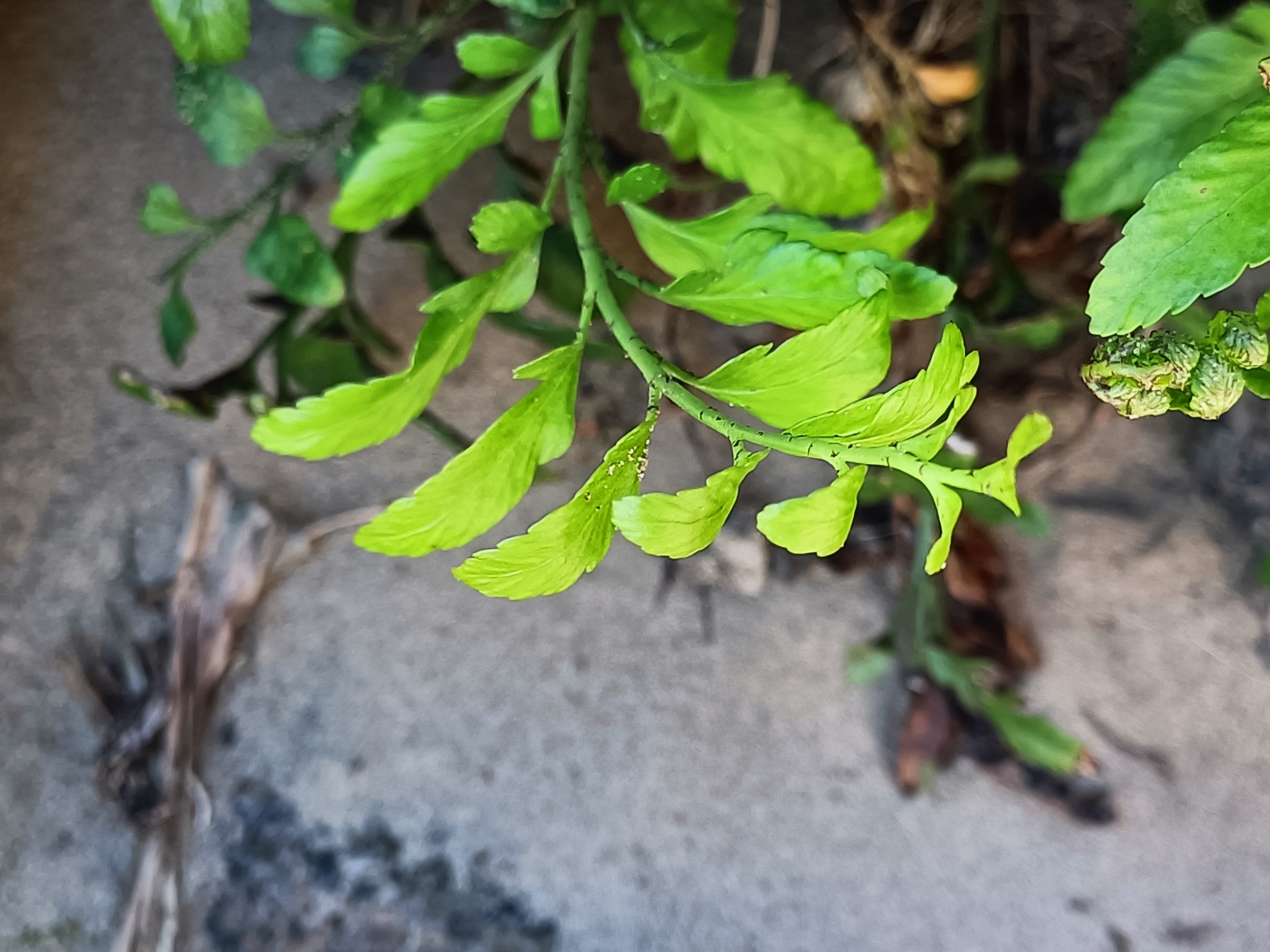 Asplenium L.