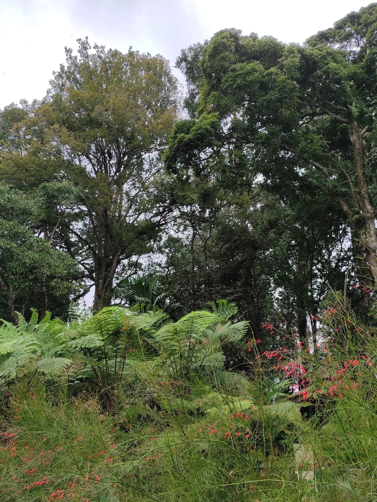Liquidambar excelsa from Cibodas Bot. Garden, Cianjur Regency, West ...