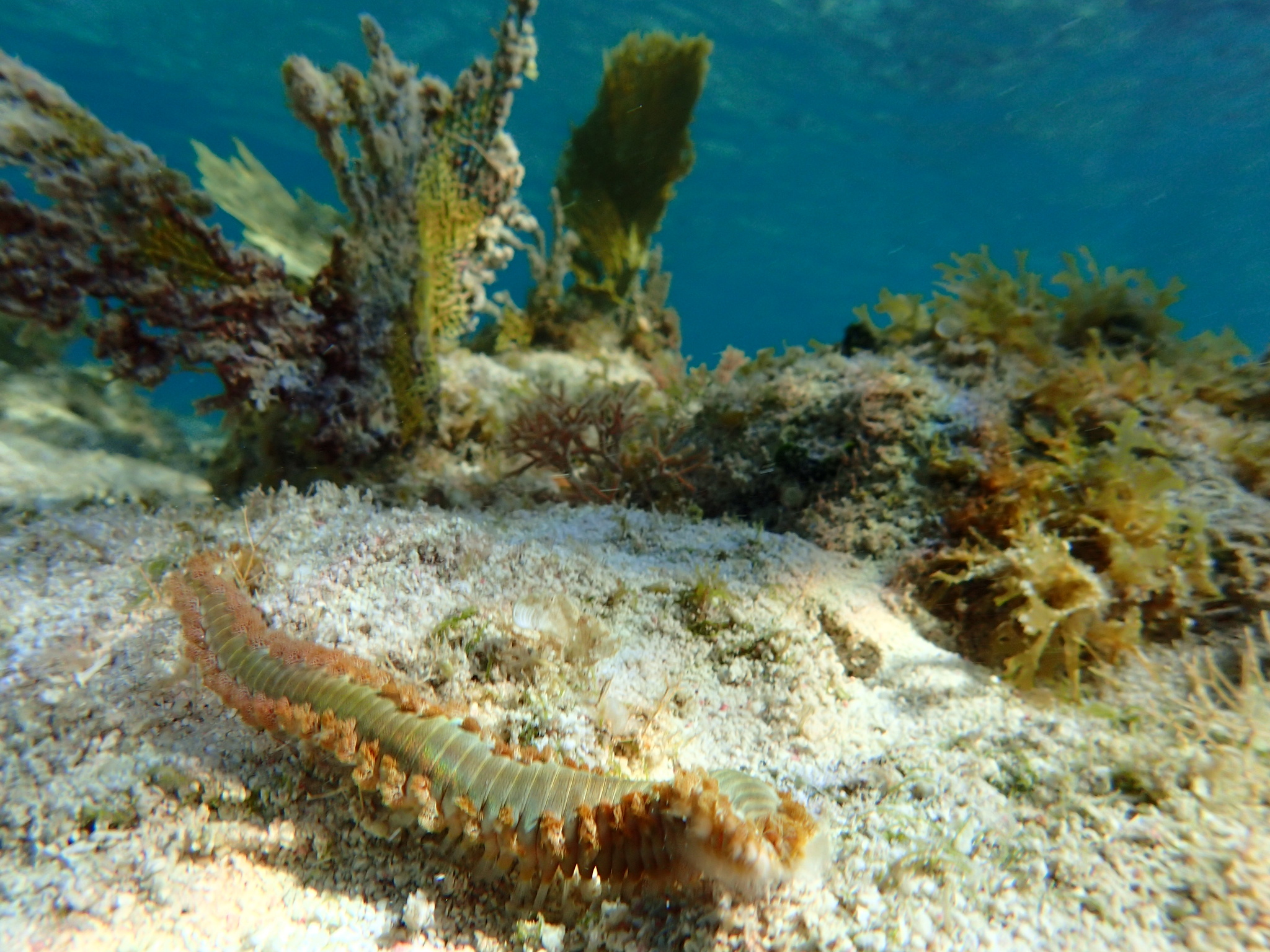 Annelida