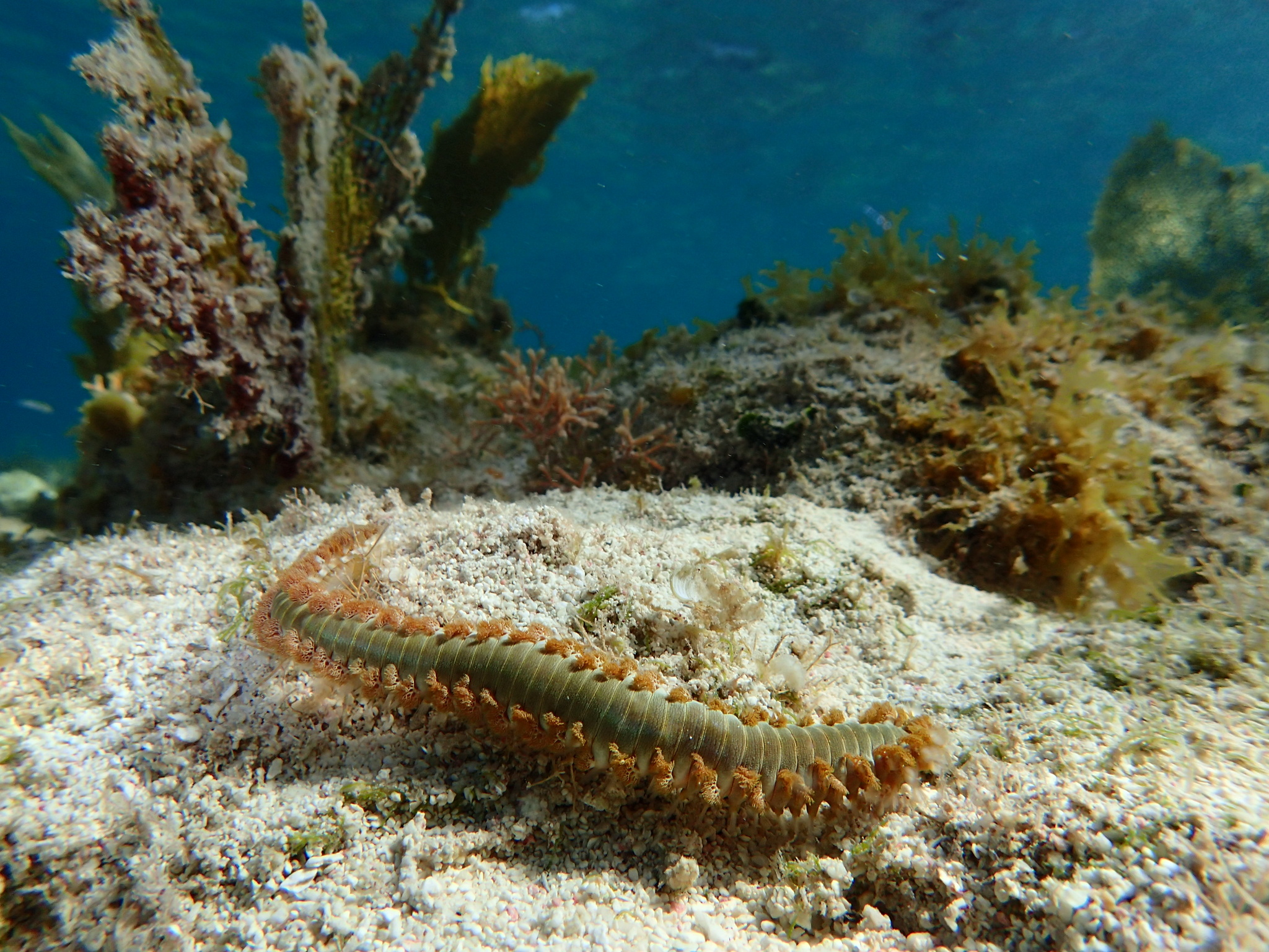 Annelida