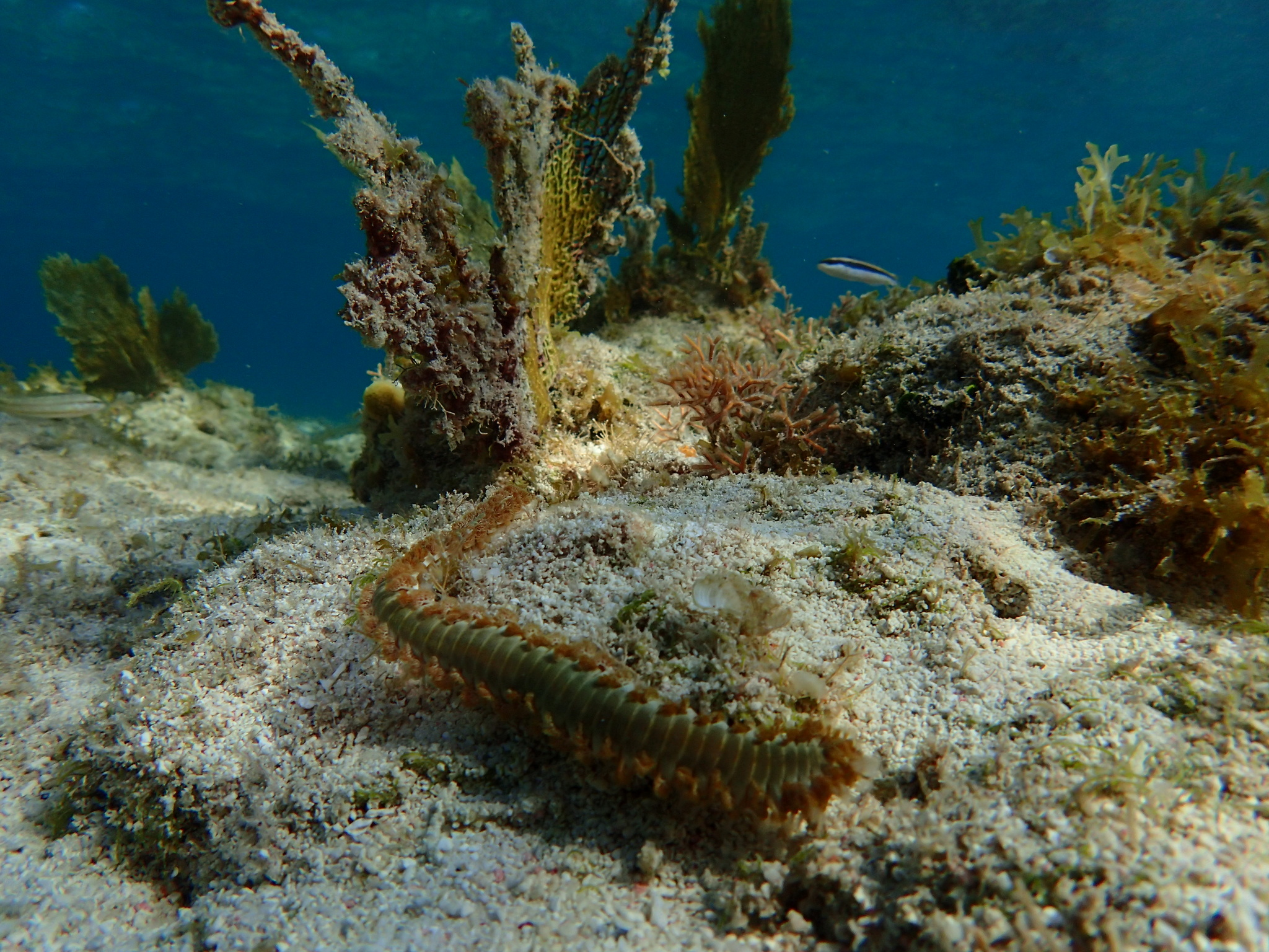 Annelida