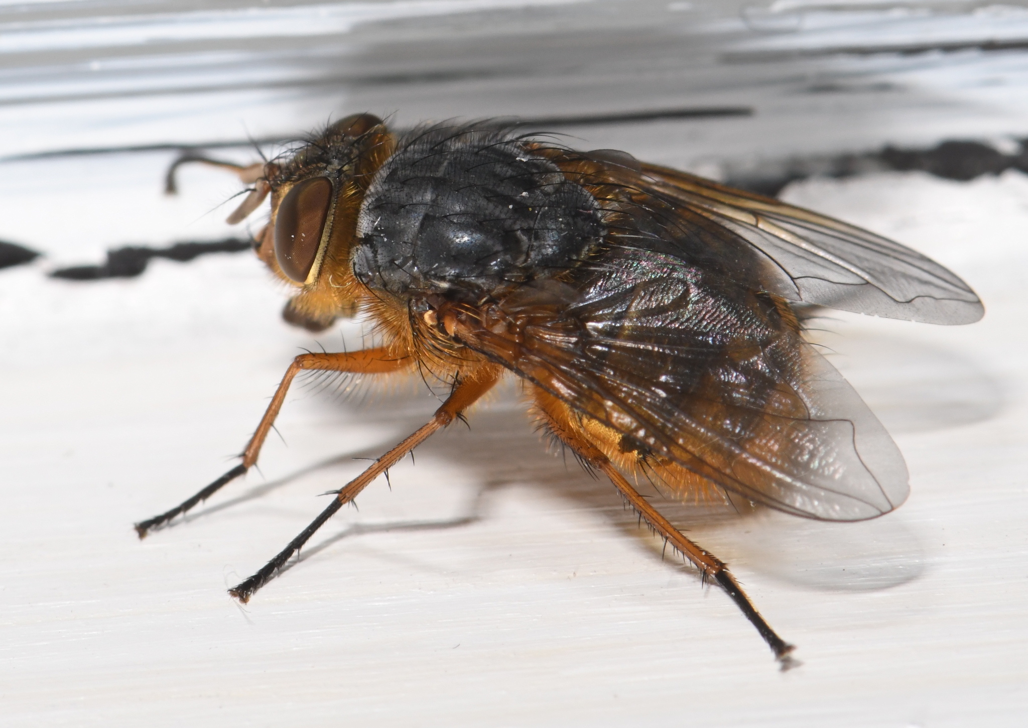 Calliphoridae