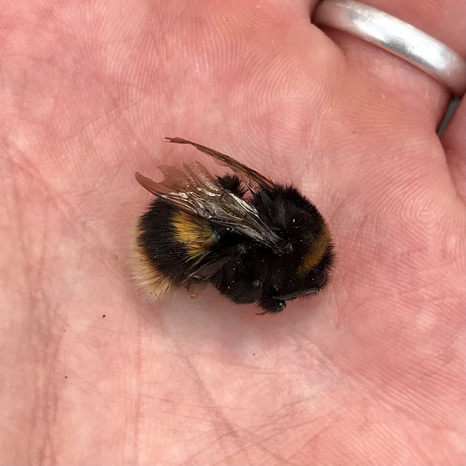 Bombus terrestris (Linnaeus, 1758)