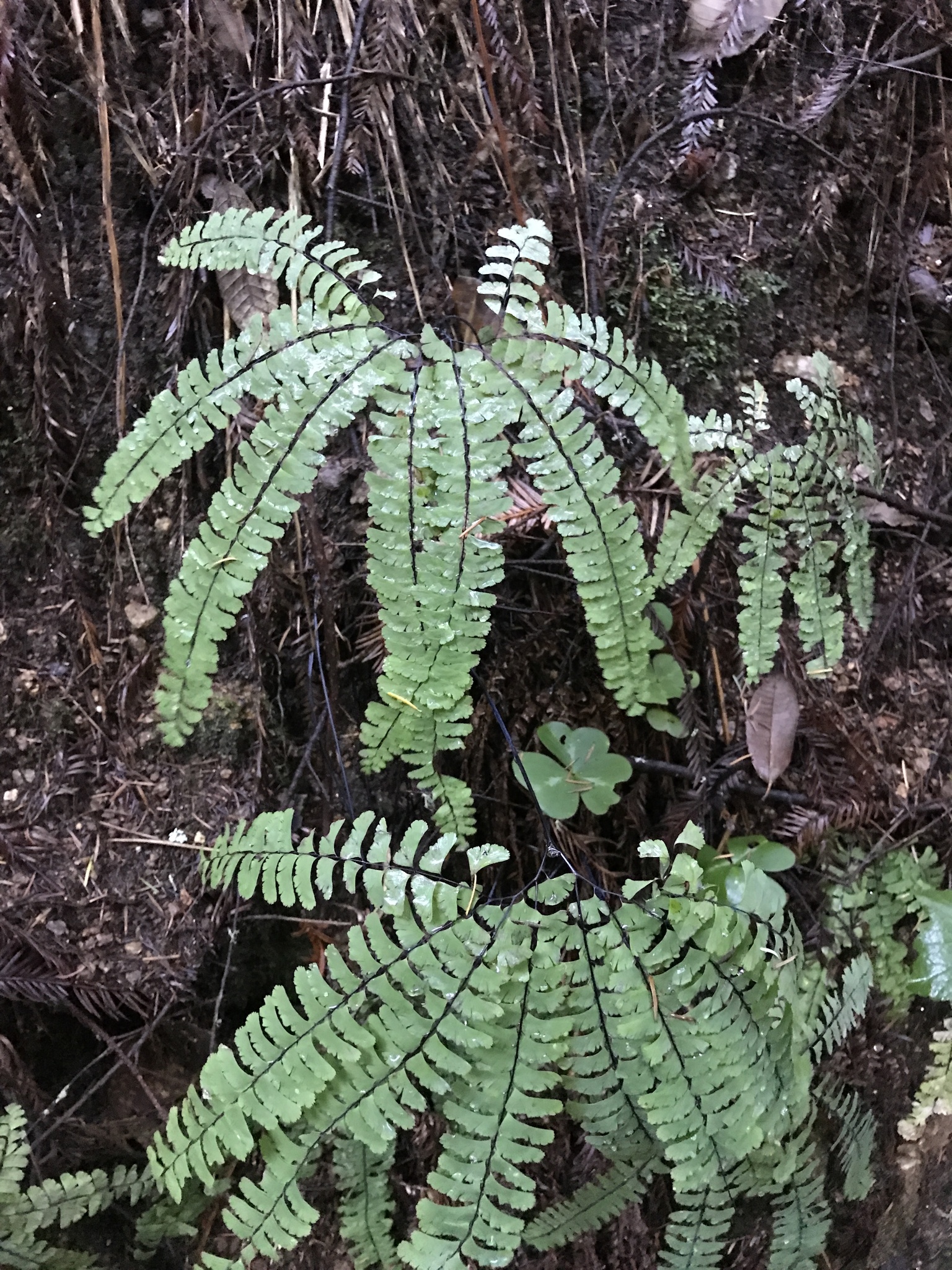Adiantum L.