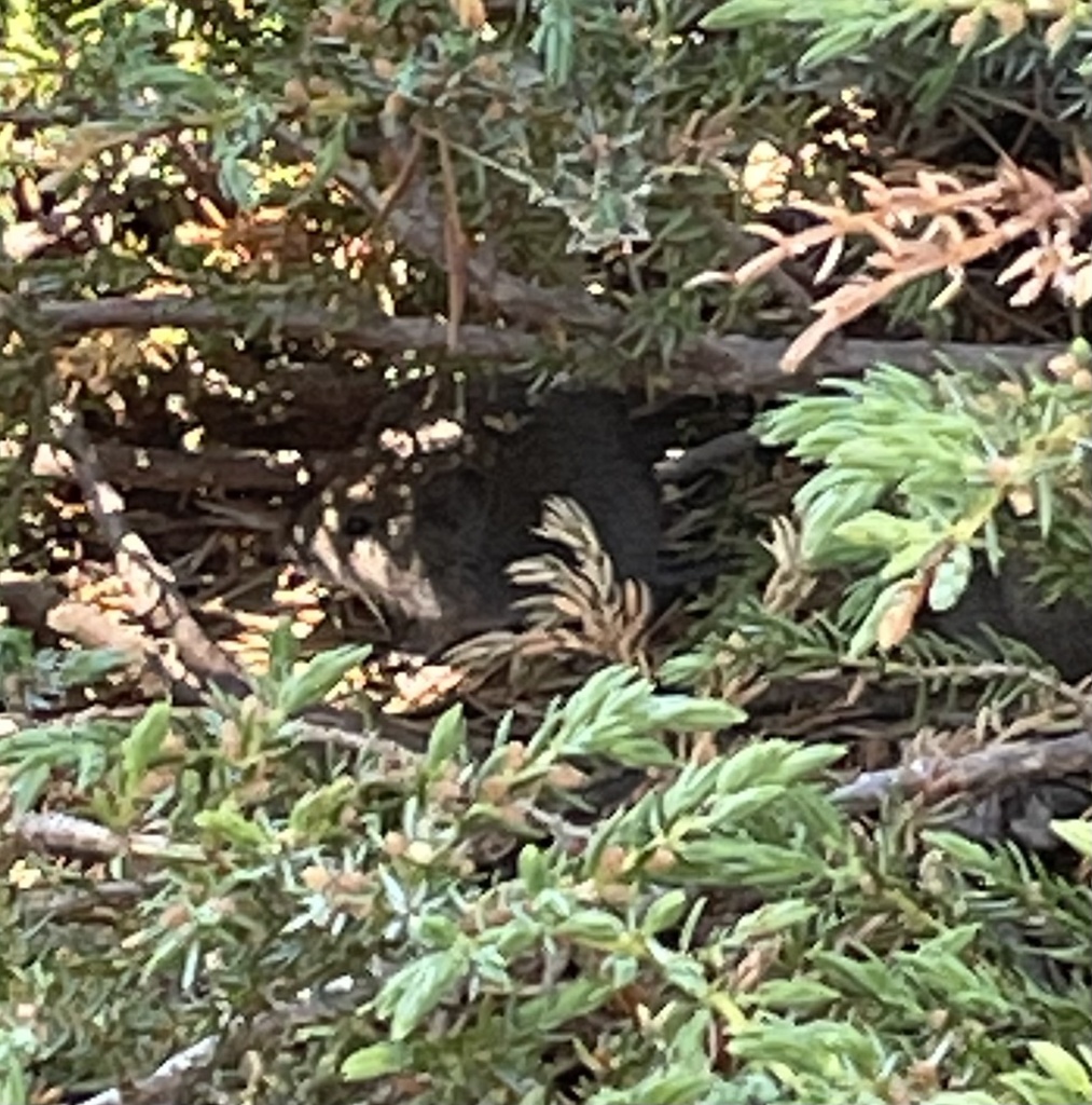 Montane Vole from Yellowstone National Park, Cody, WY, US on June 28 ...