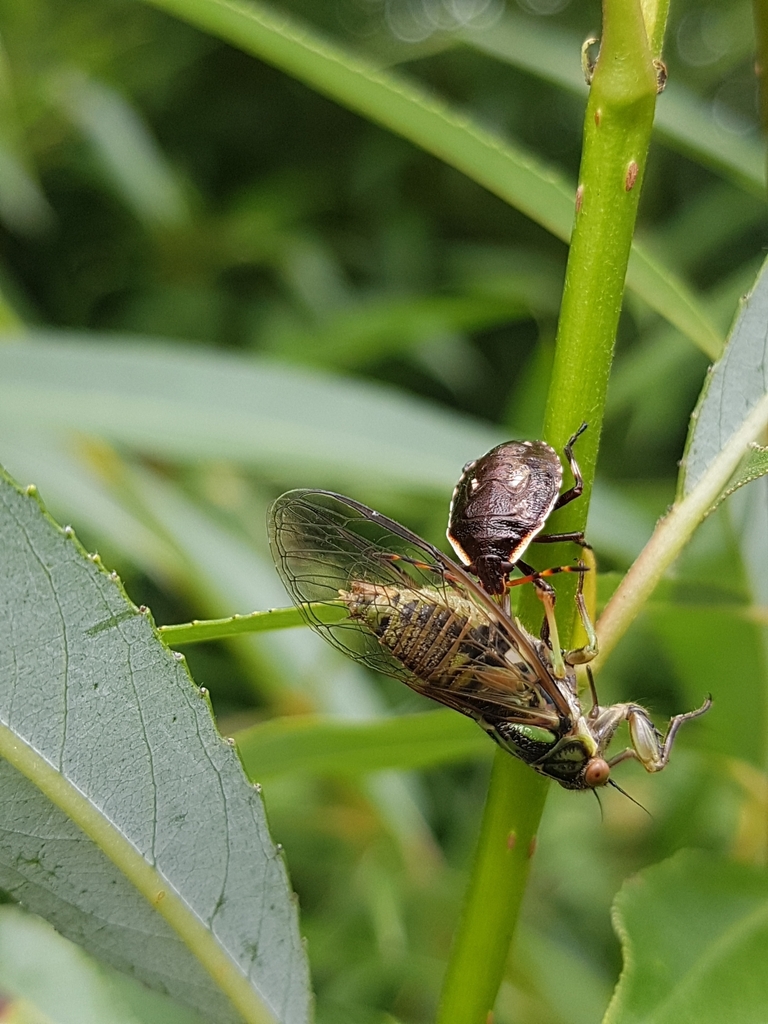 Brown soldier bug from Flagstaff, Hamilton, New Zealand on January 01 ...