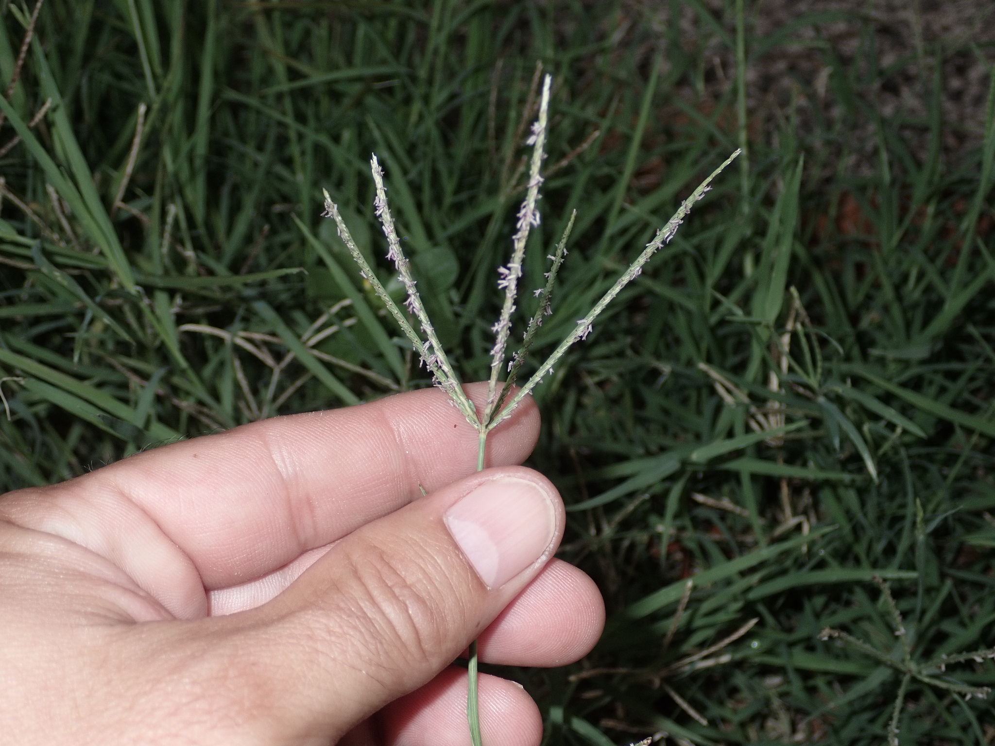 Cynodon dactylon (L.) Pers.