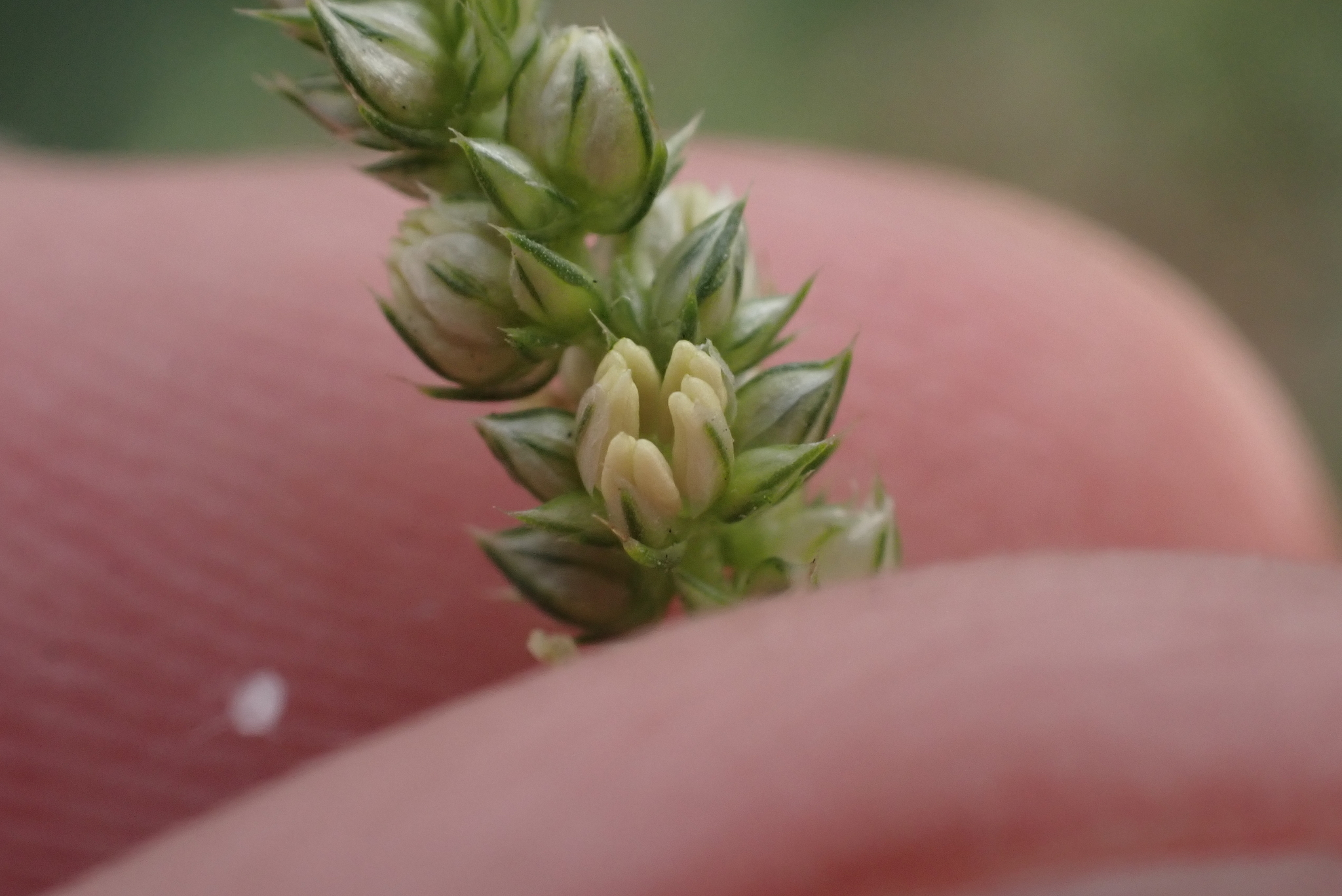 Amaranthus hybridus L.