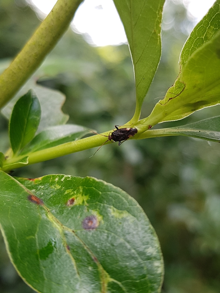 Plant Bugs from Flagstaff, Hamilton, New Zealand on January 1, 2023 at ...