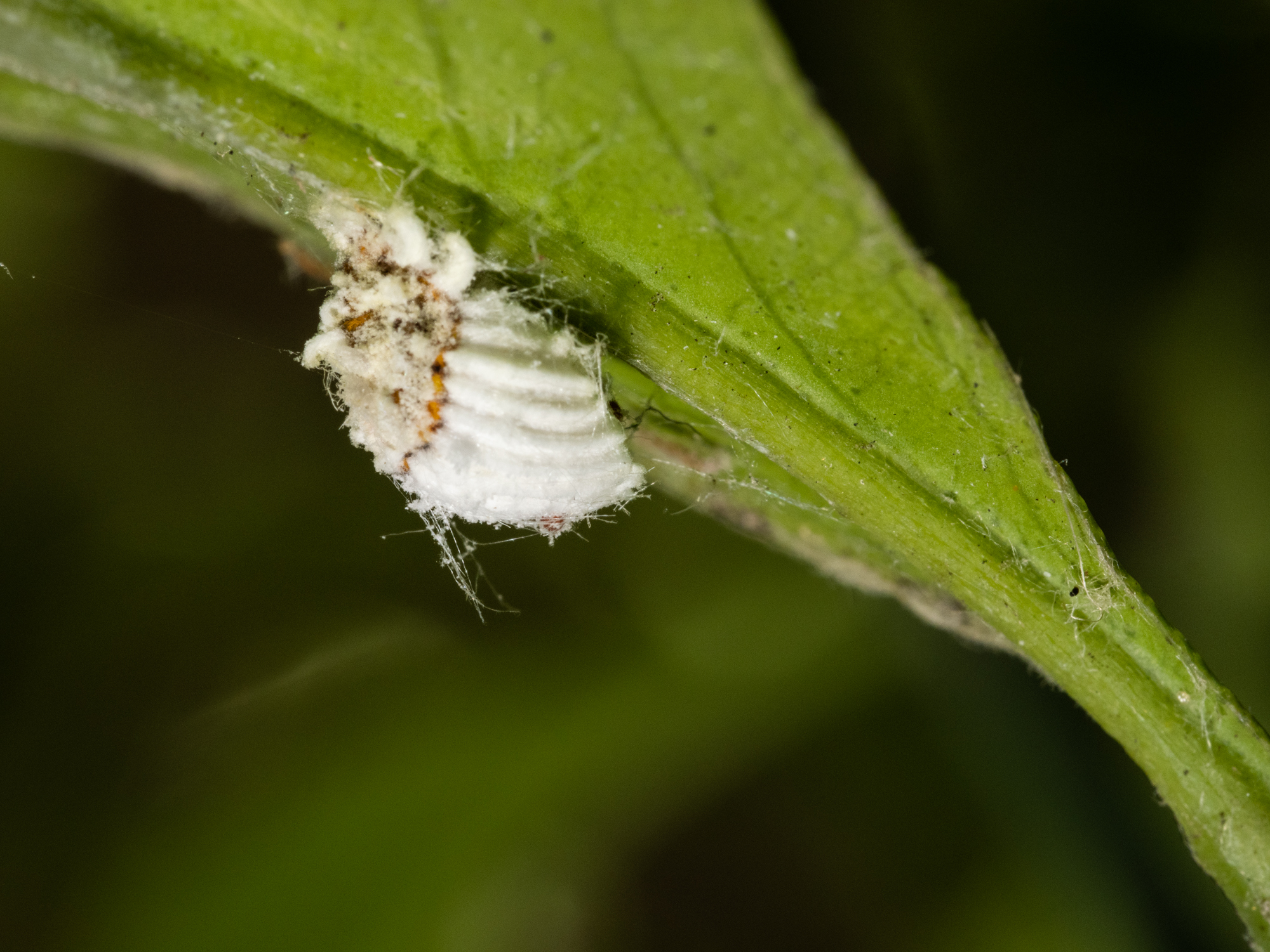 Icerya purchasi Maskell, 1879