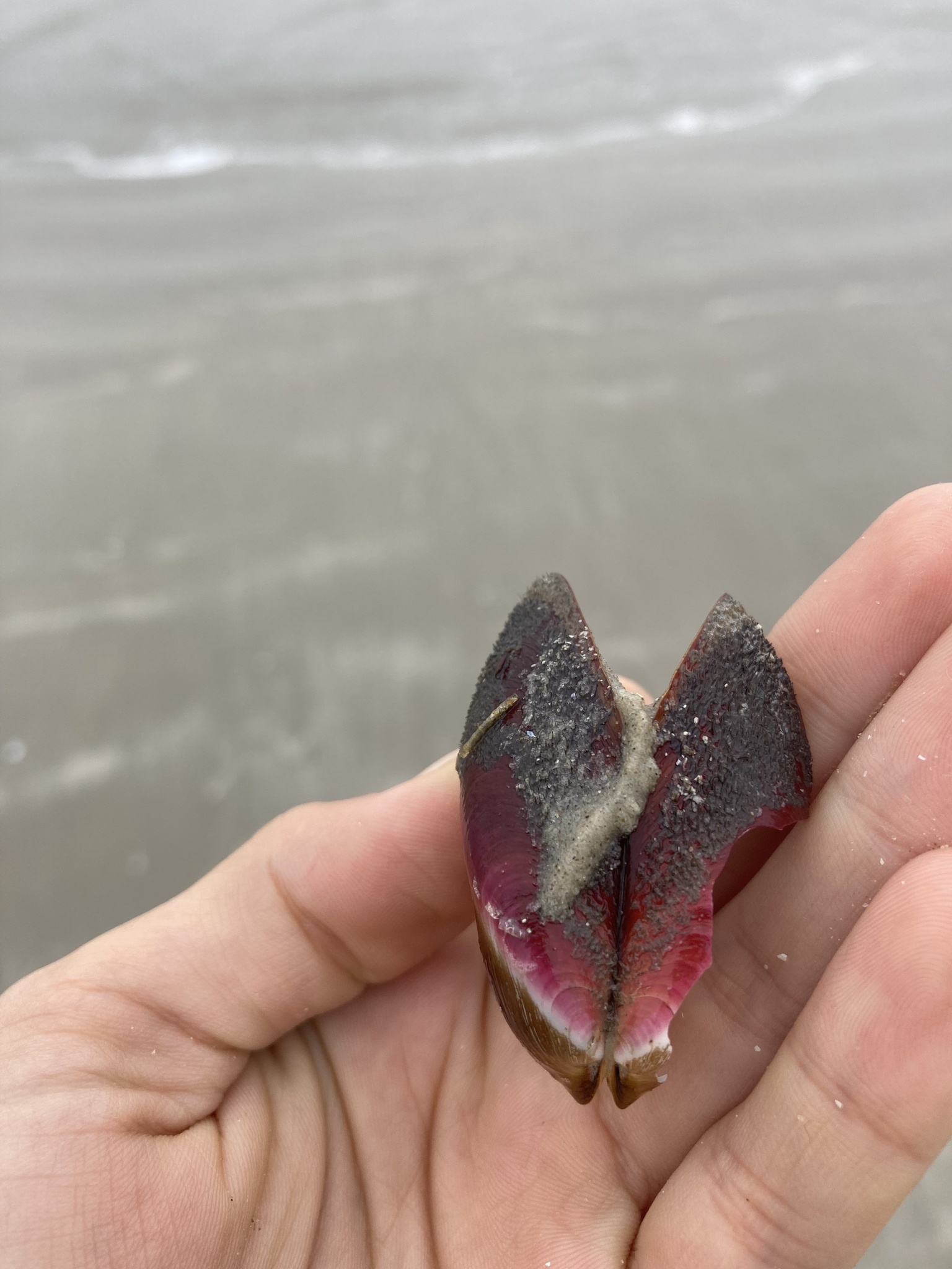 Modiolus americanus Leach, 1815