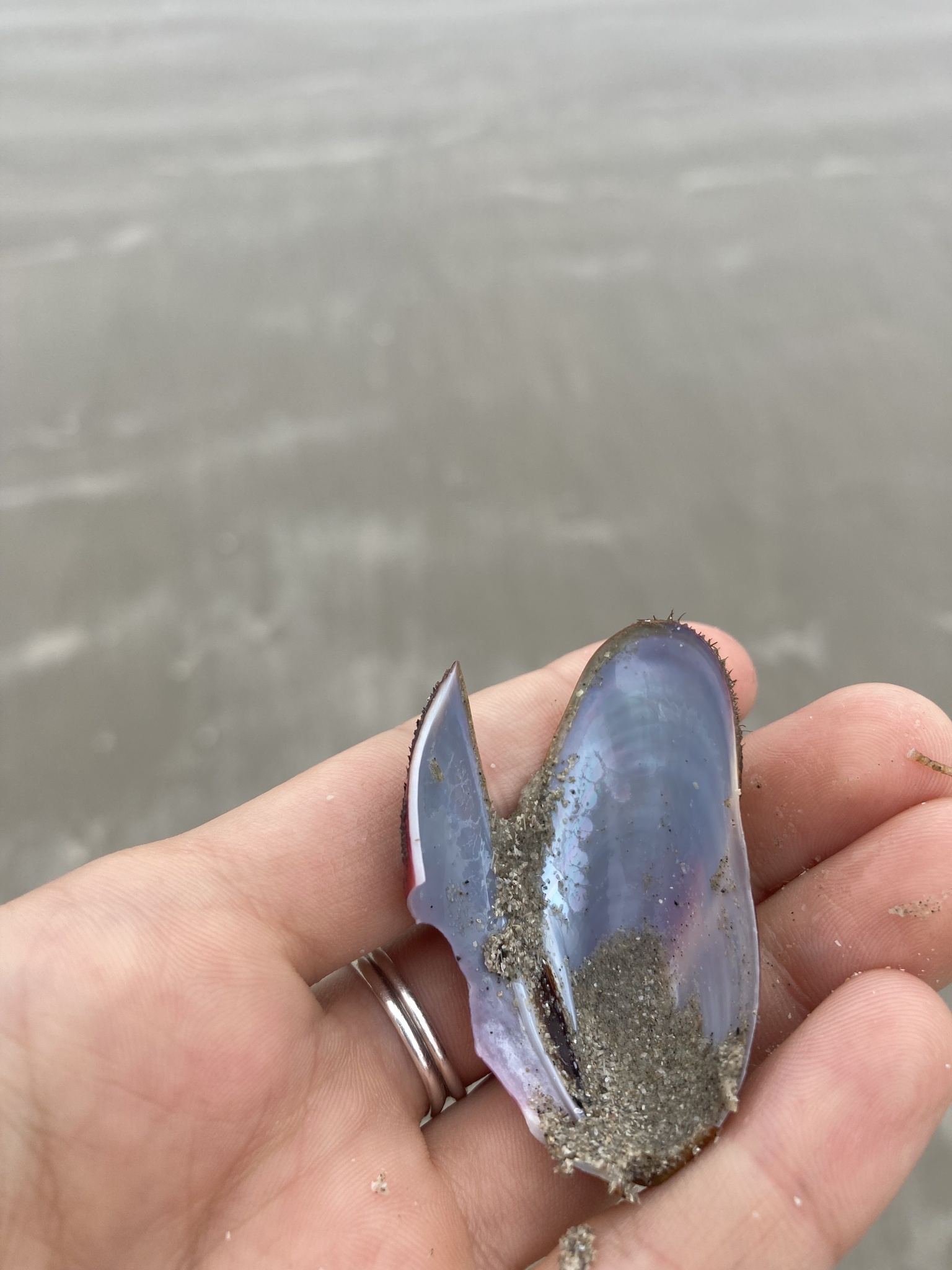 Modiolus americanus Leach, 1815