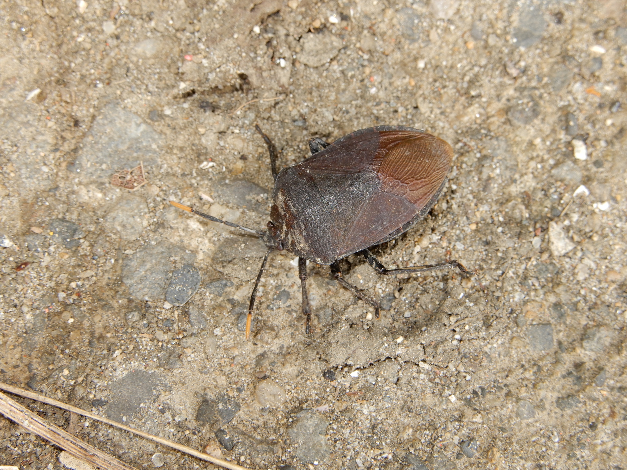 Coridius chinensis (Dallas, 1851)