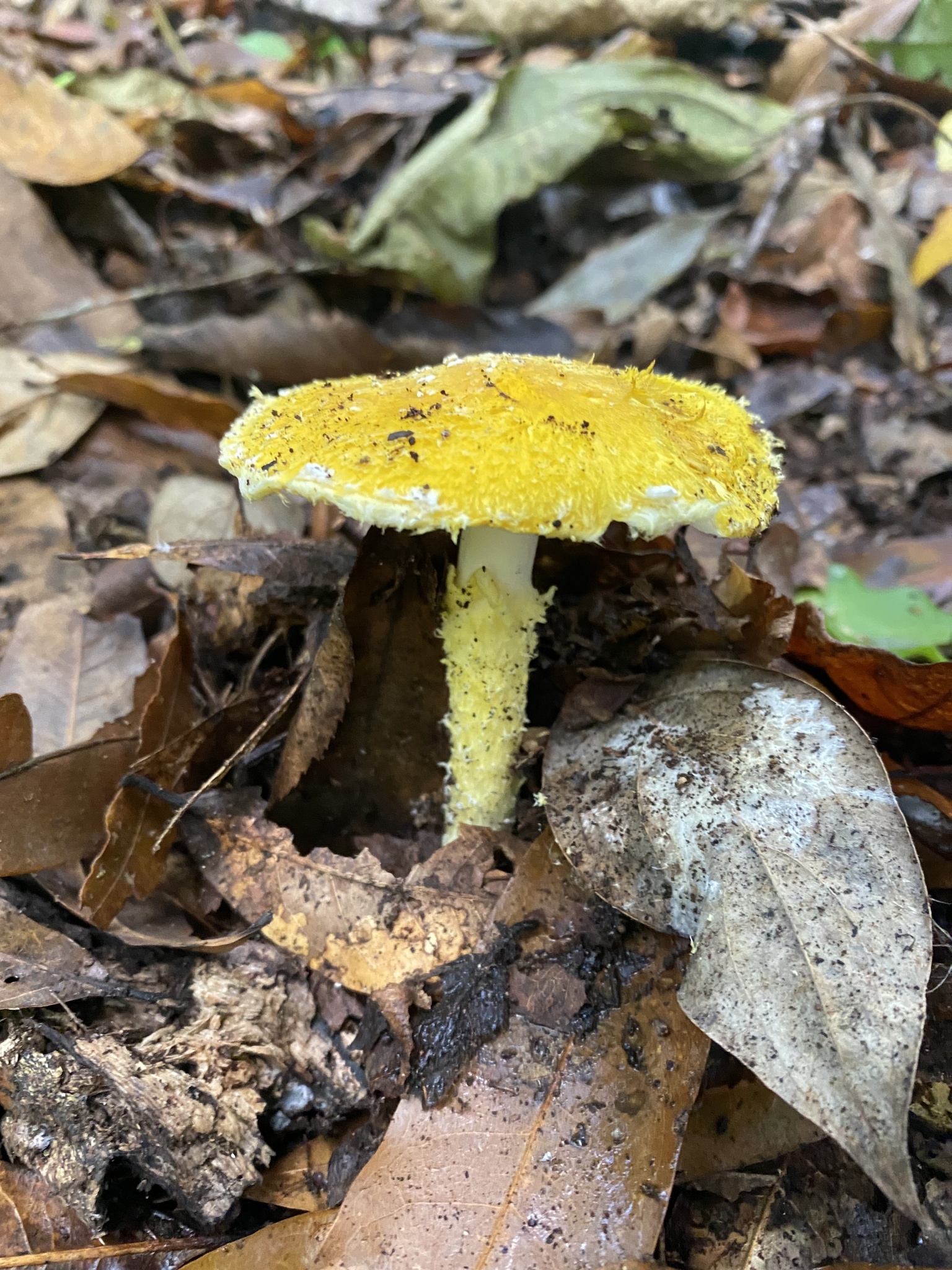 Floccularia albolanaripes (G.F.Atk.) Redhead