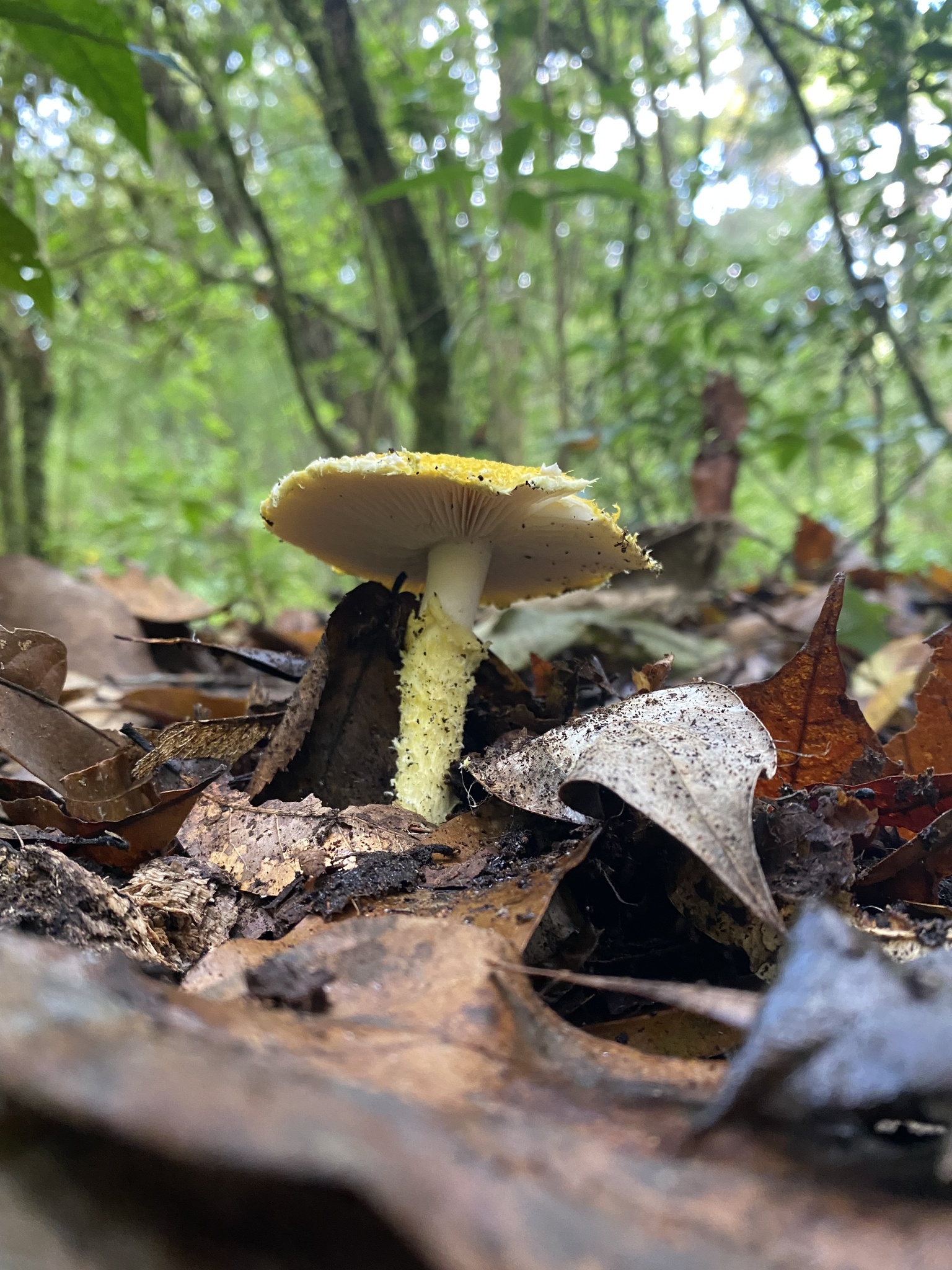 Floccularia albolanaripes (G.F.Atk.) Redhead