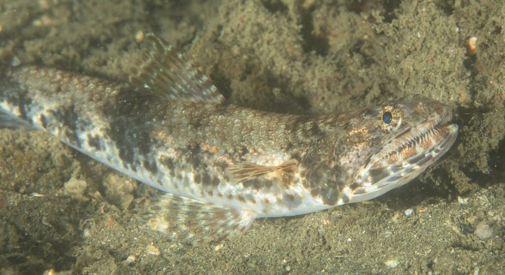 Clouded Lizardfish from Sydney NSW, Australia on January 1, 2023 at 09: ...