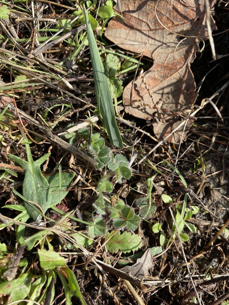 Subterranean Clover from Monterey County, US-CA, US on January 1, 2023 ...