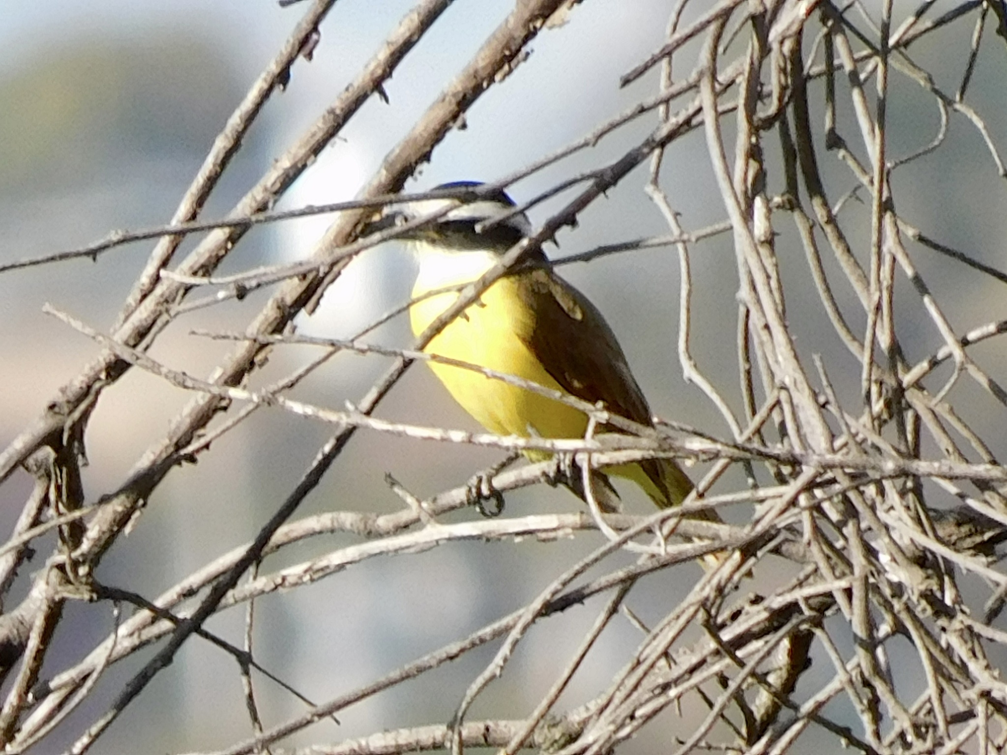 Pitangus sulphuratus (Linnaeus, 1766)
