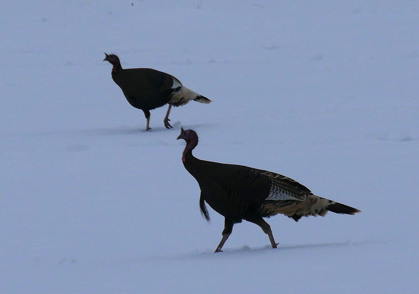 Meleagris Linnaeus, 1758