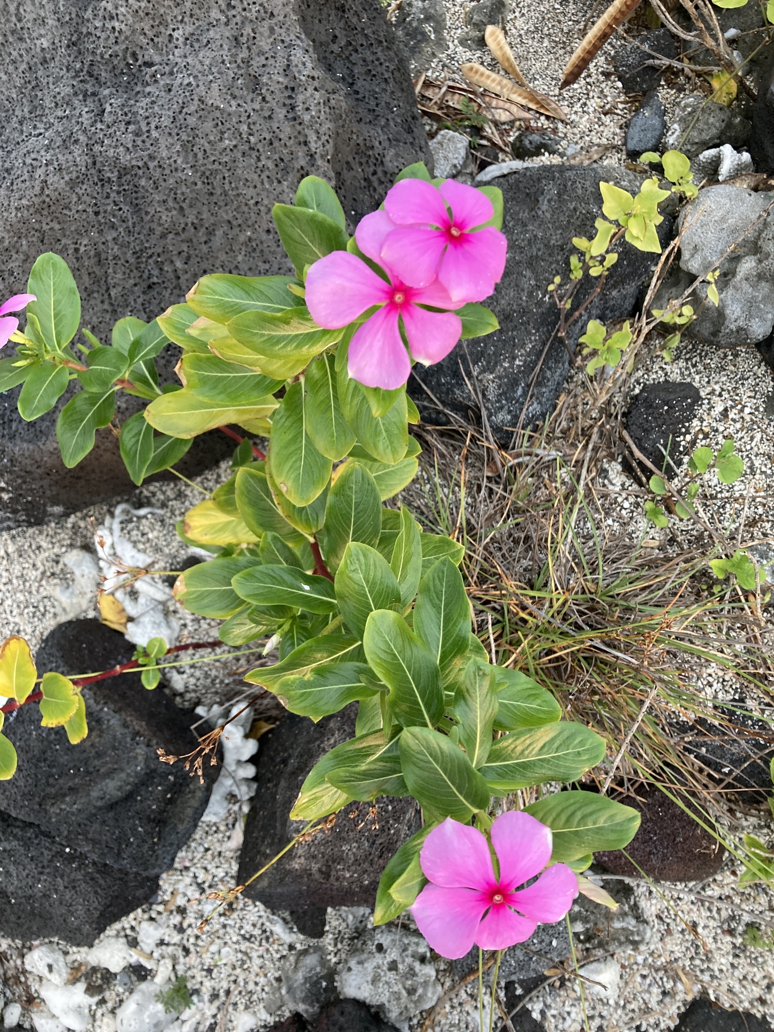 Catharanthus roseus (L.) G.Don