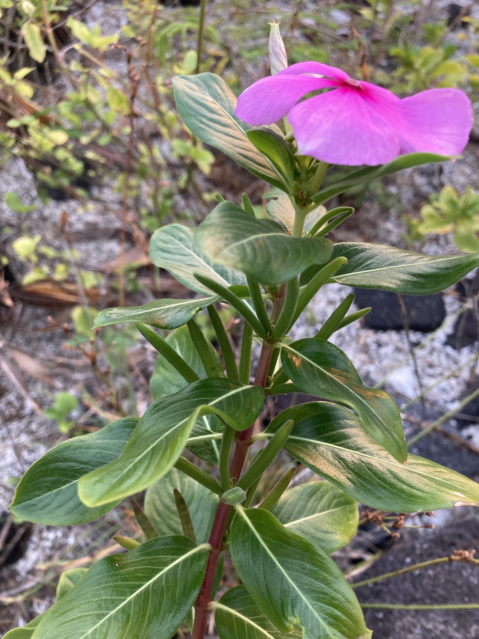 Catharanthus roseus (L.) G.Don