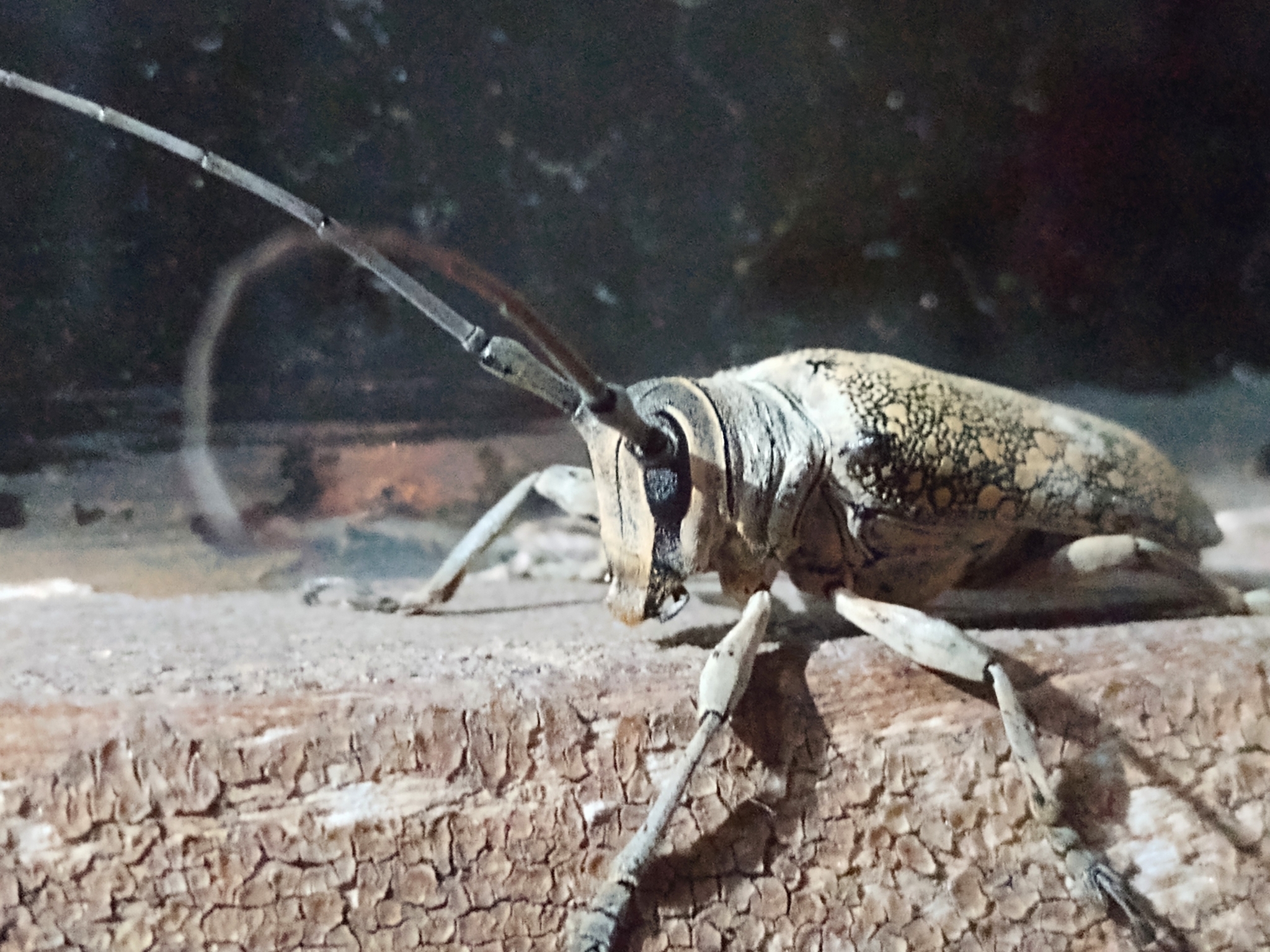 Cerambycidae