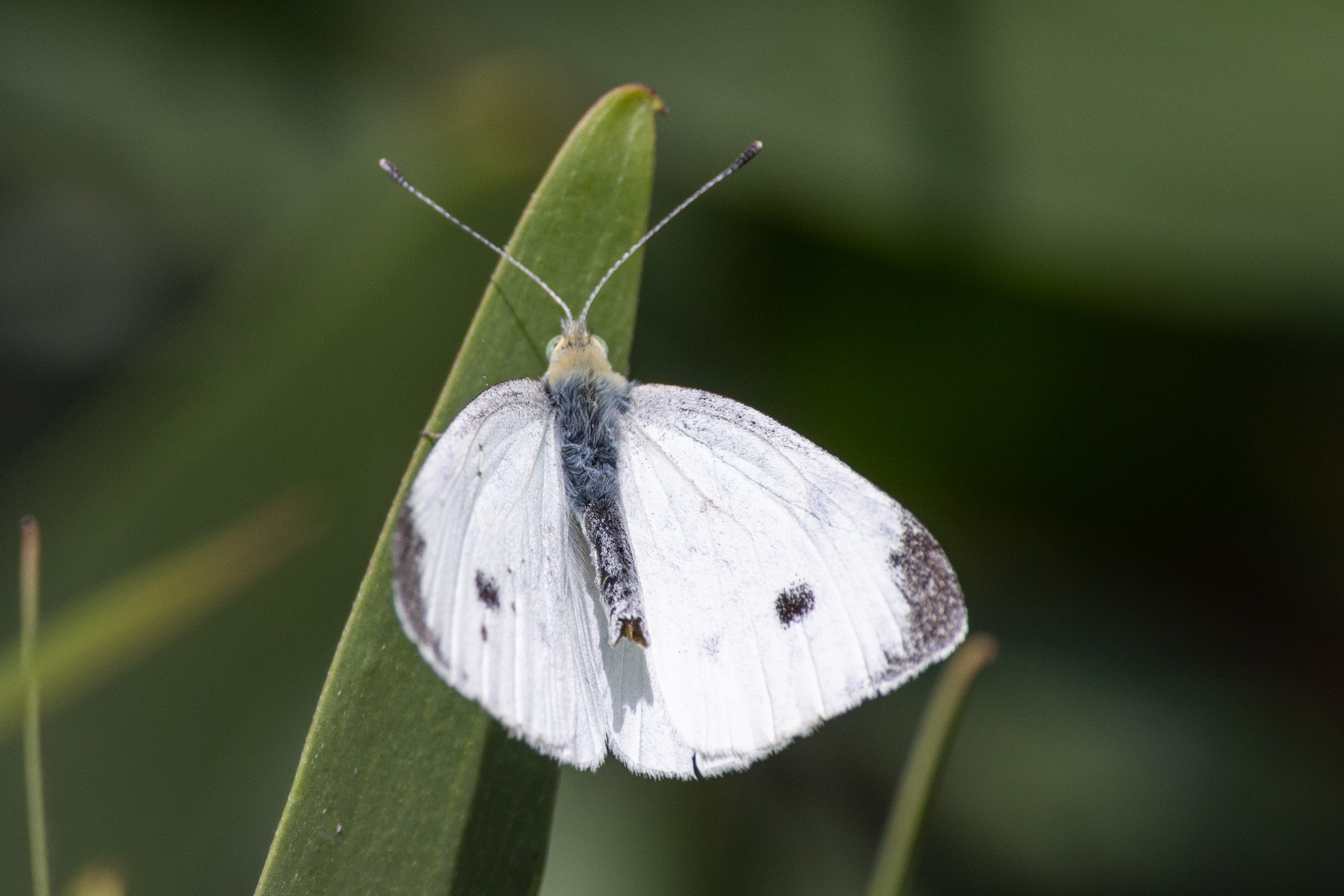 Pieris rapae (Linnaeus, 1758)