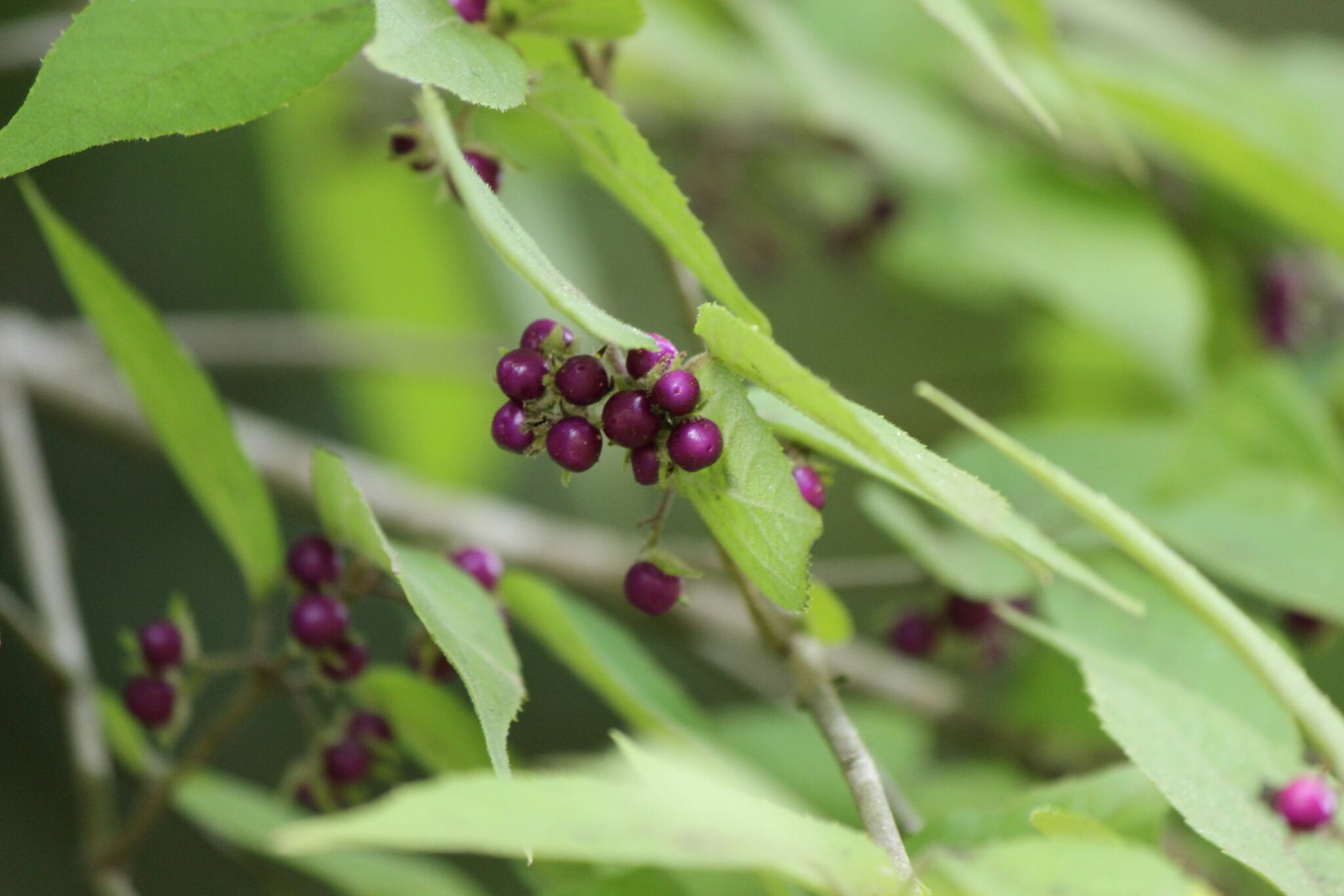 Callicarpa mollis Siebold & Zucc.