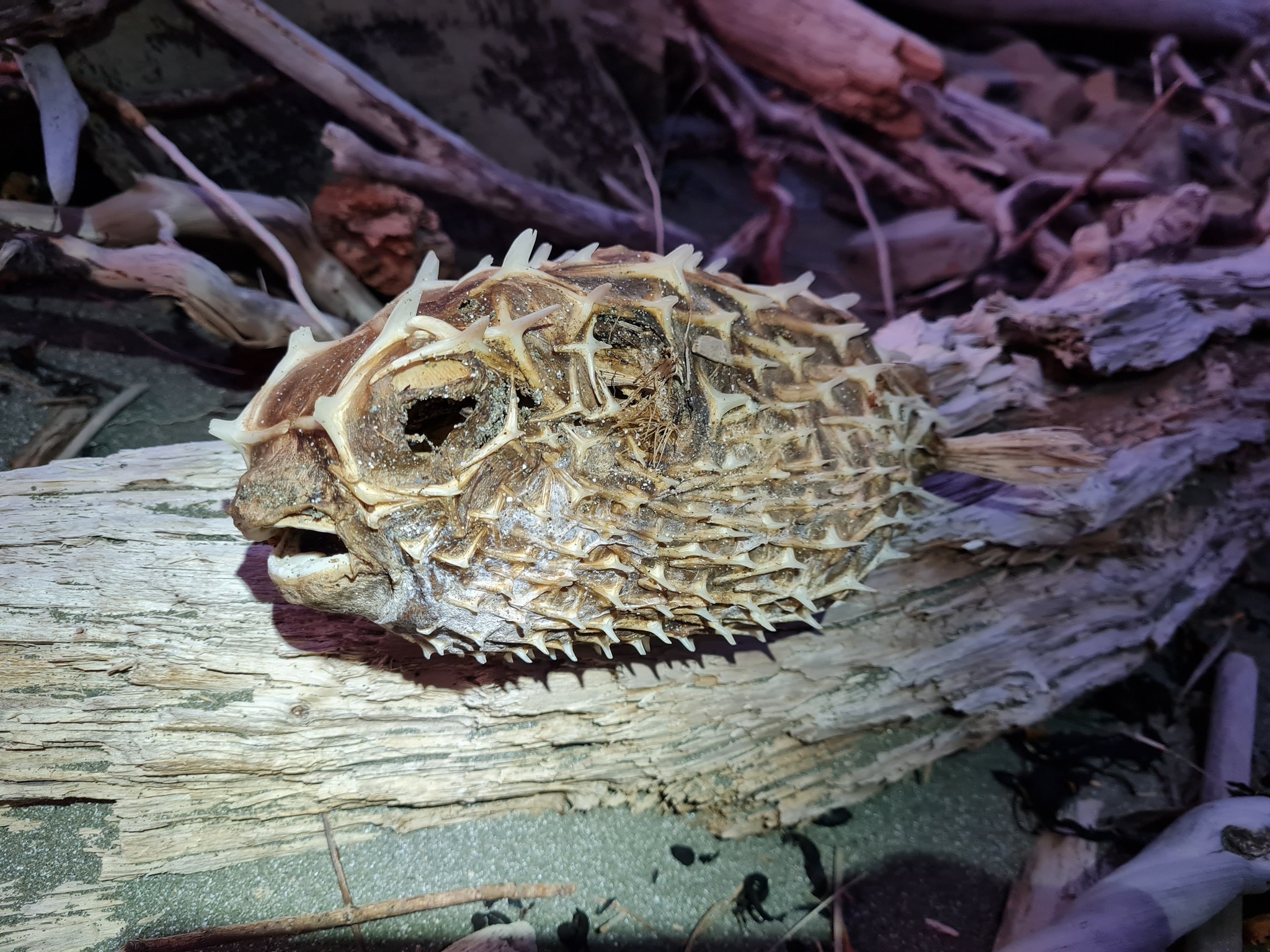 Diodontidae