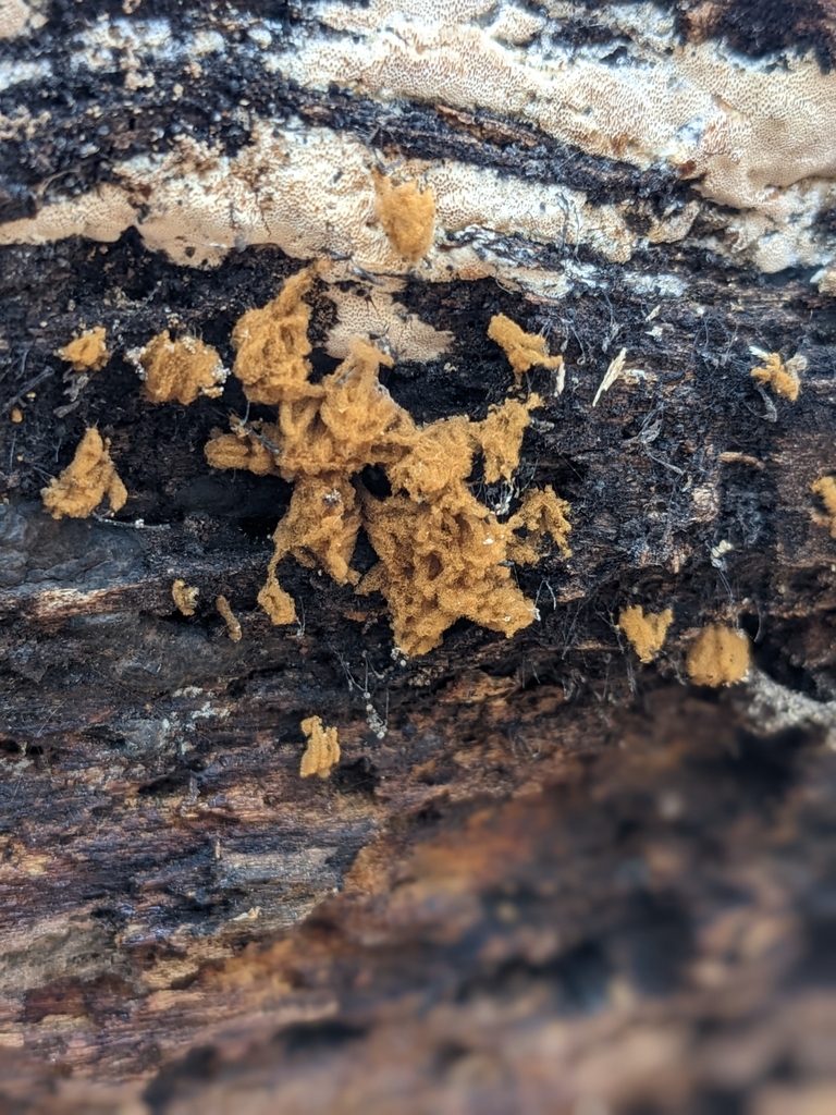 true slime molds from St Robert, MO 65584, USA on January 01, 2023 at ...