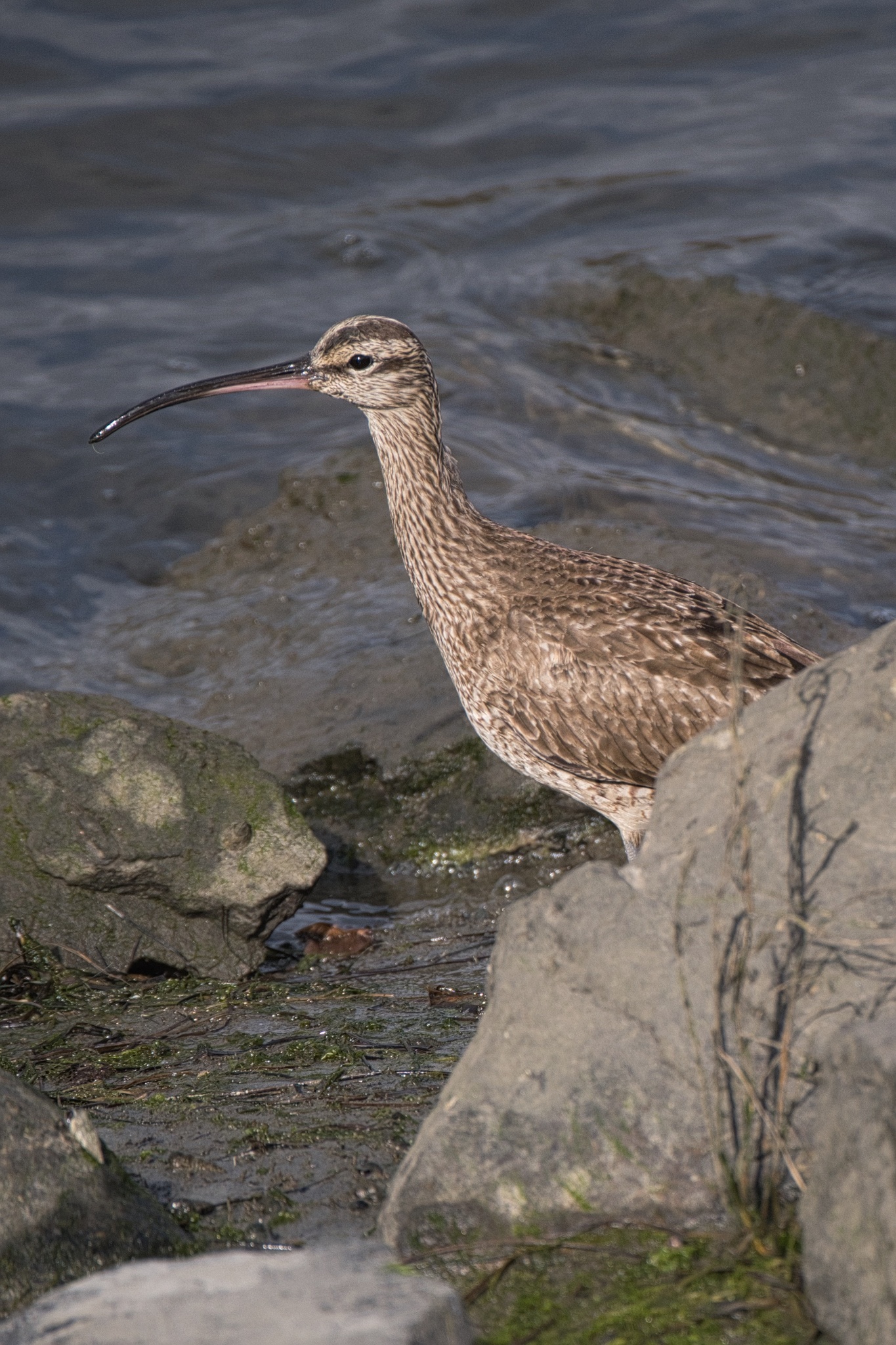 Numenius phaeopus (Linnaeus, 1758)