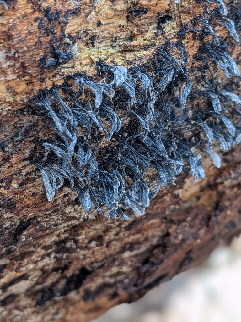 true slime molds from St Robert, MO 65584, USA on January 01, 2023 at ...