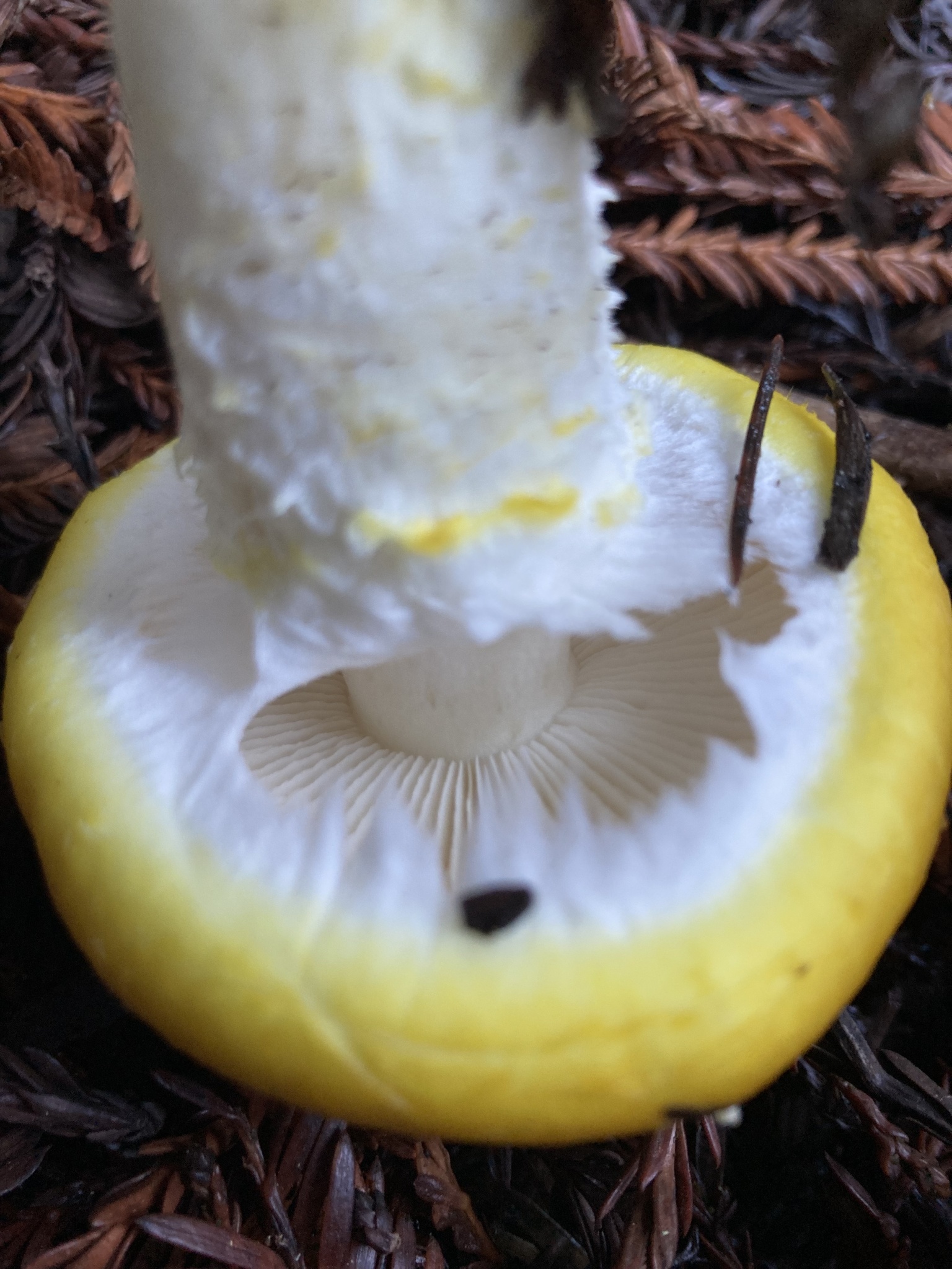 Floccularia albolanaripes (G.F.Atk.) Redhead